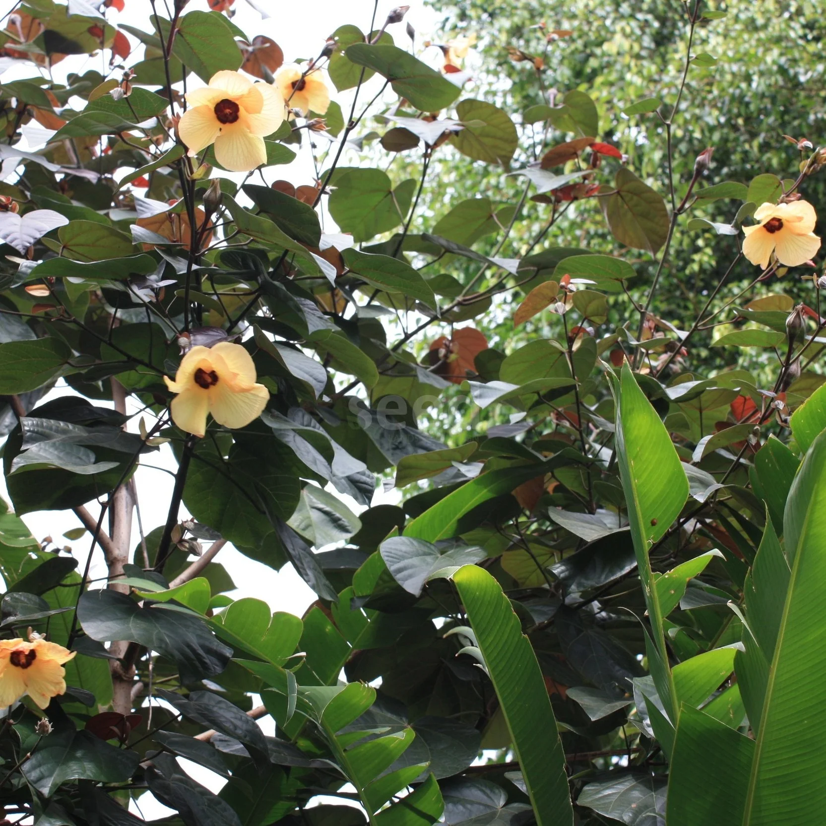 An Architectural Delight In Teneriffe — SEED Landscape Design
