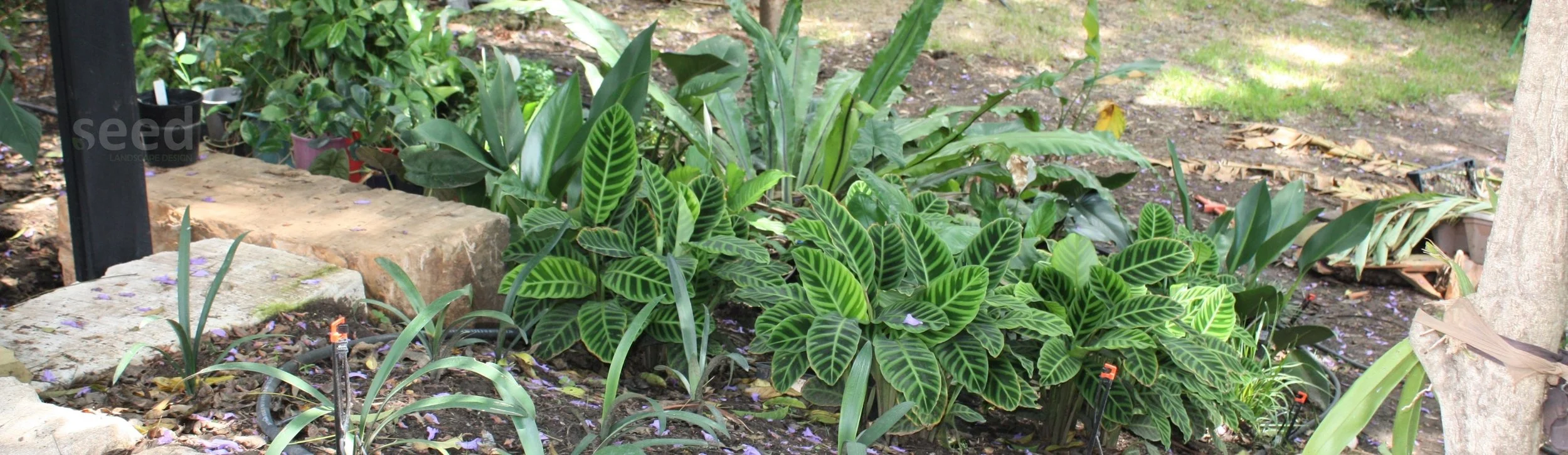 SEED Landscape Design | Home