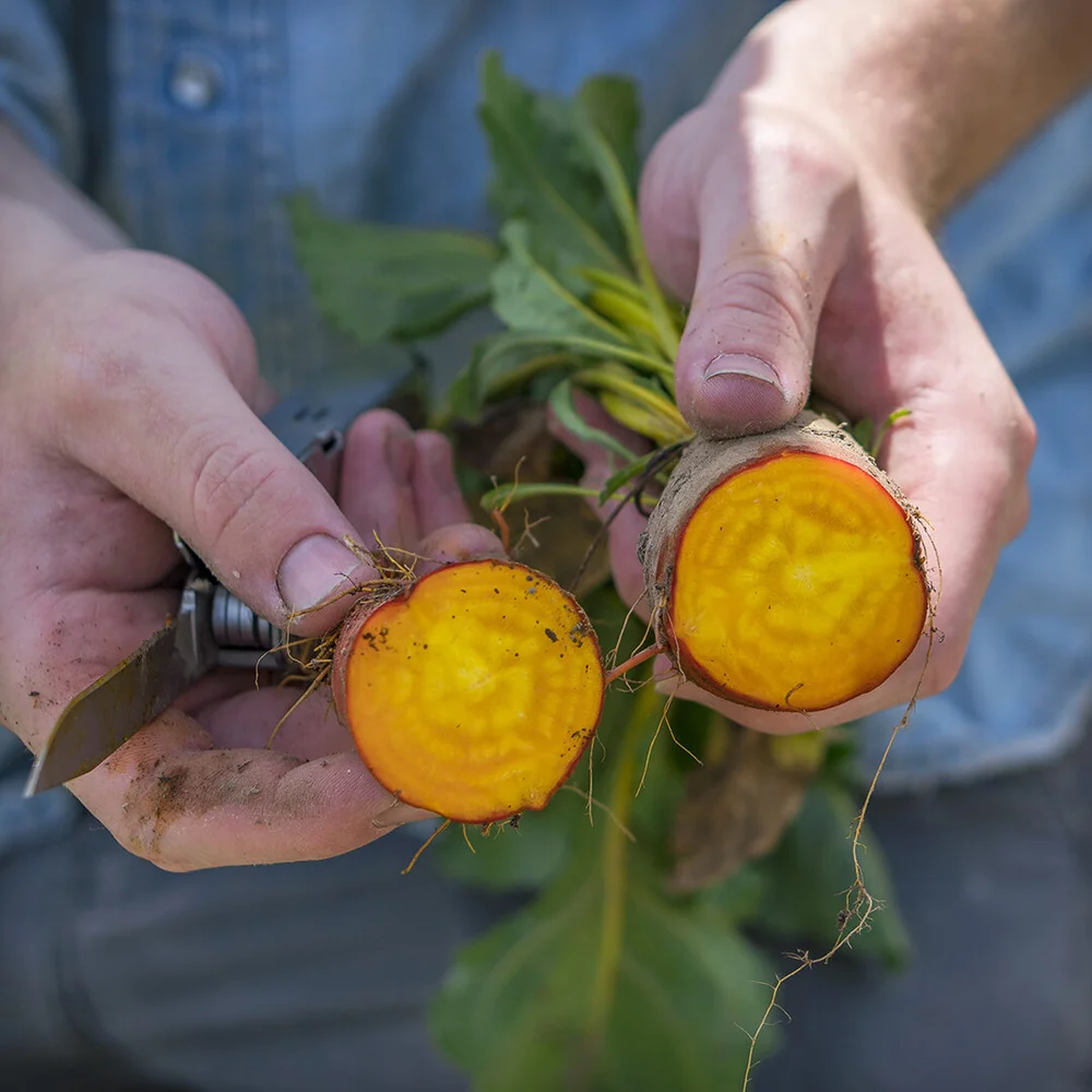 Epiphany Farms Restaurant — Epiphany Farms Hospitality Group