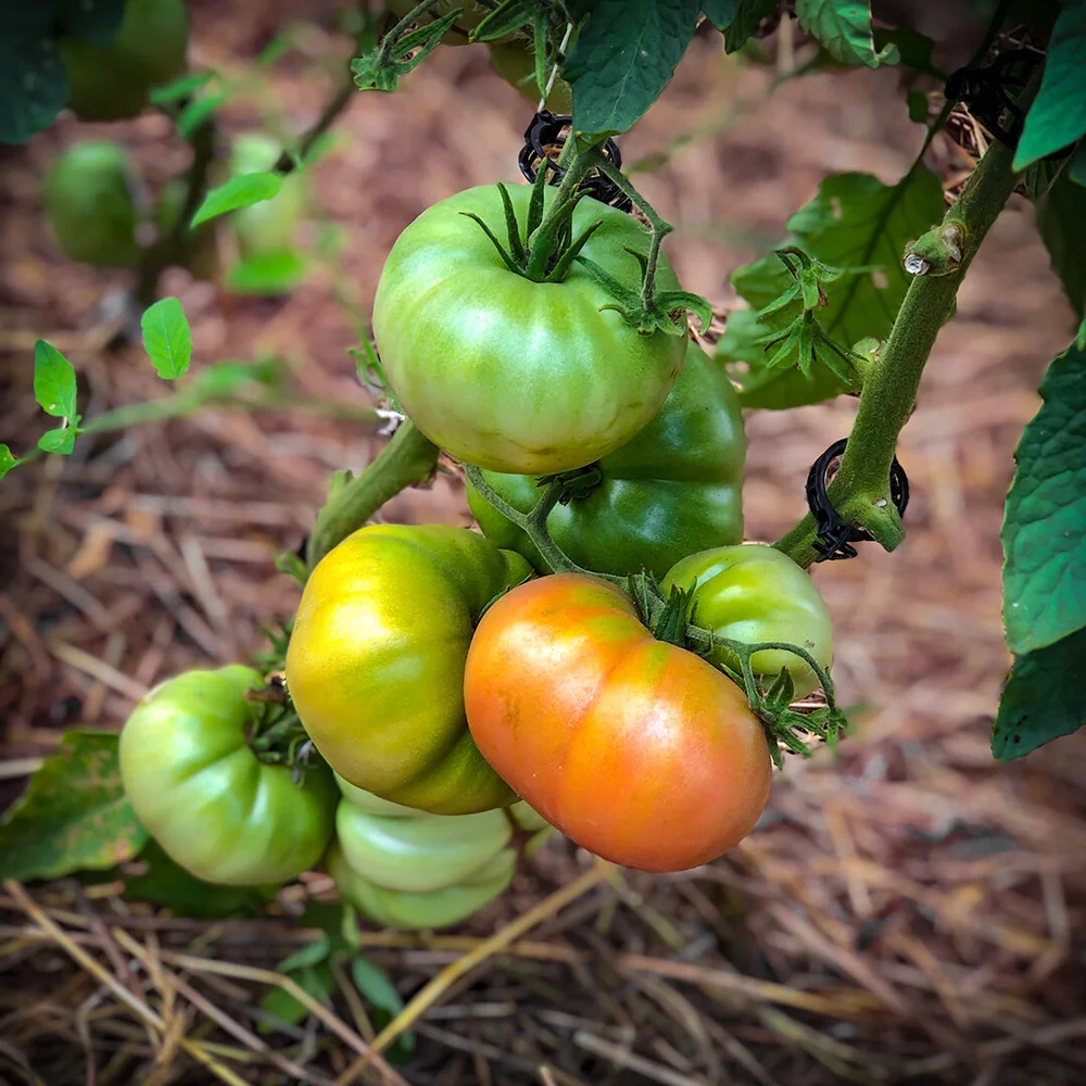 Epiphany Farms Restaurant — Epiphany Farms Hospitality Group