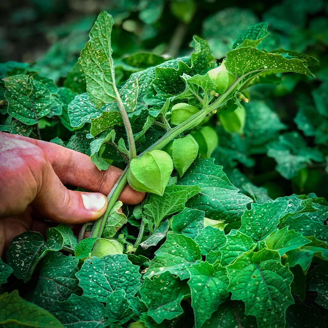 Epiphany Farms Restaurant — Epiphany Farms Hospitality Group