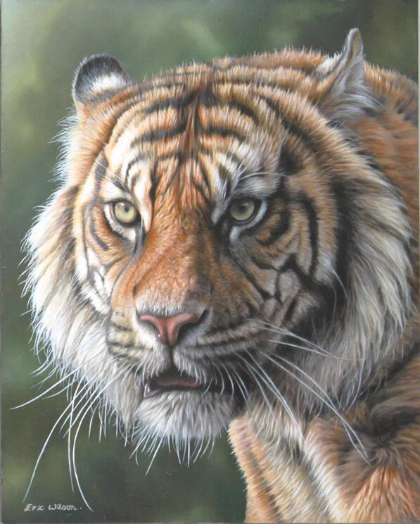 Balinese Tiger Drawing