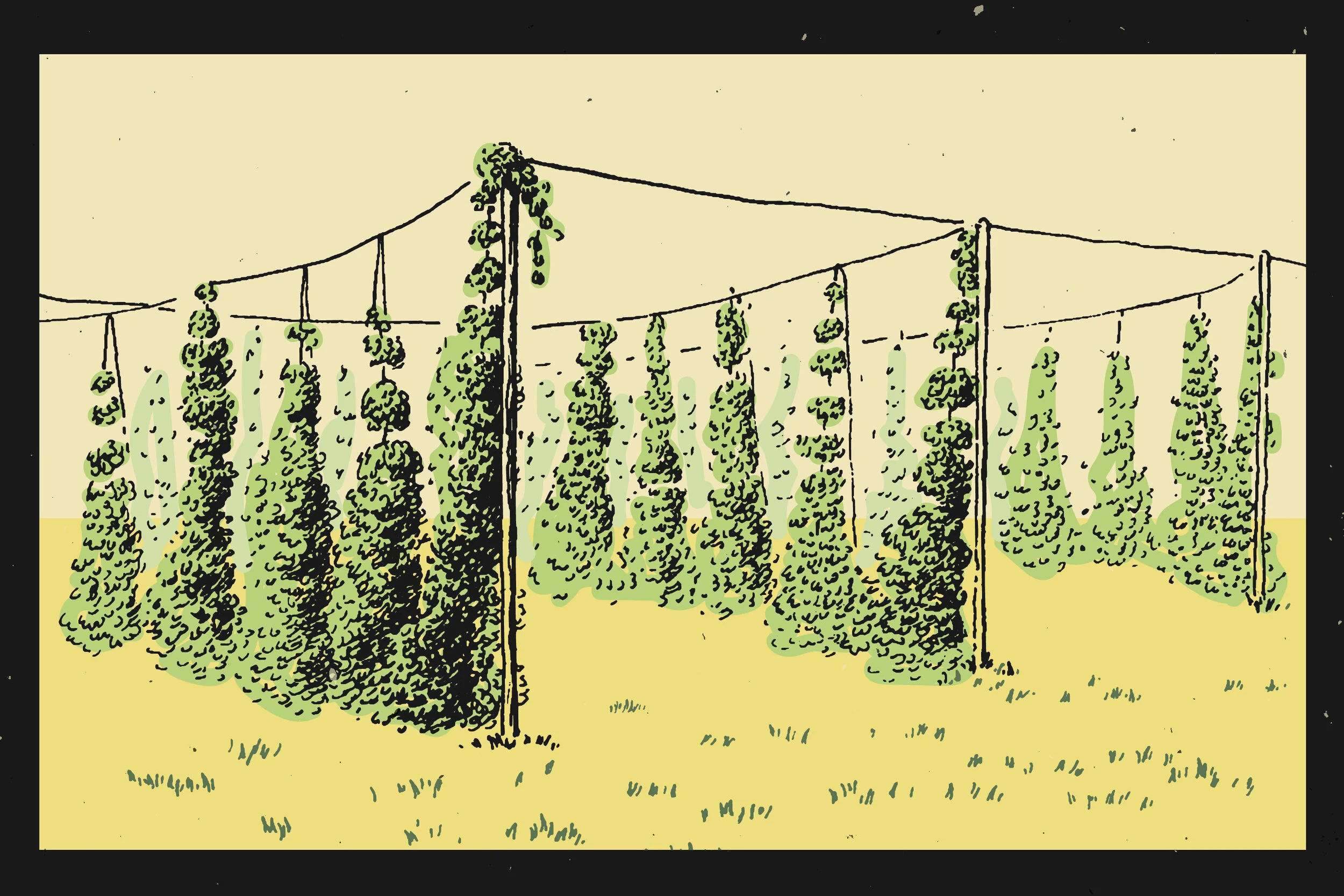 To See Into the Future — Inside the Old World’s New Hop Breeding ...