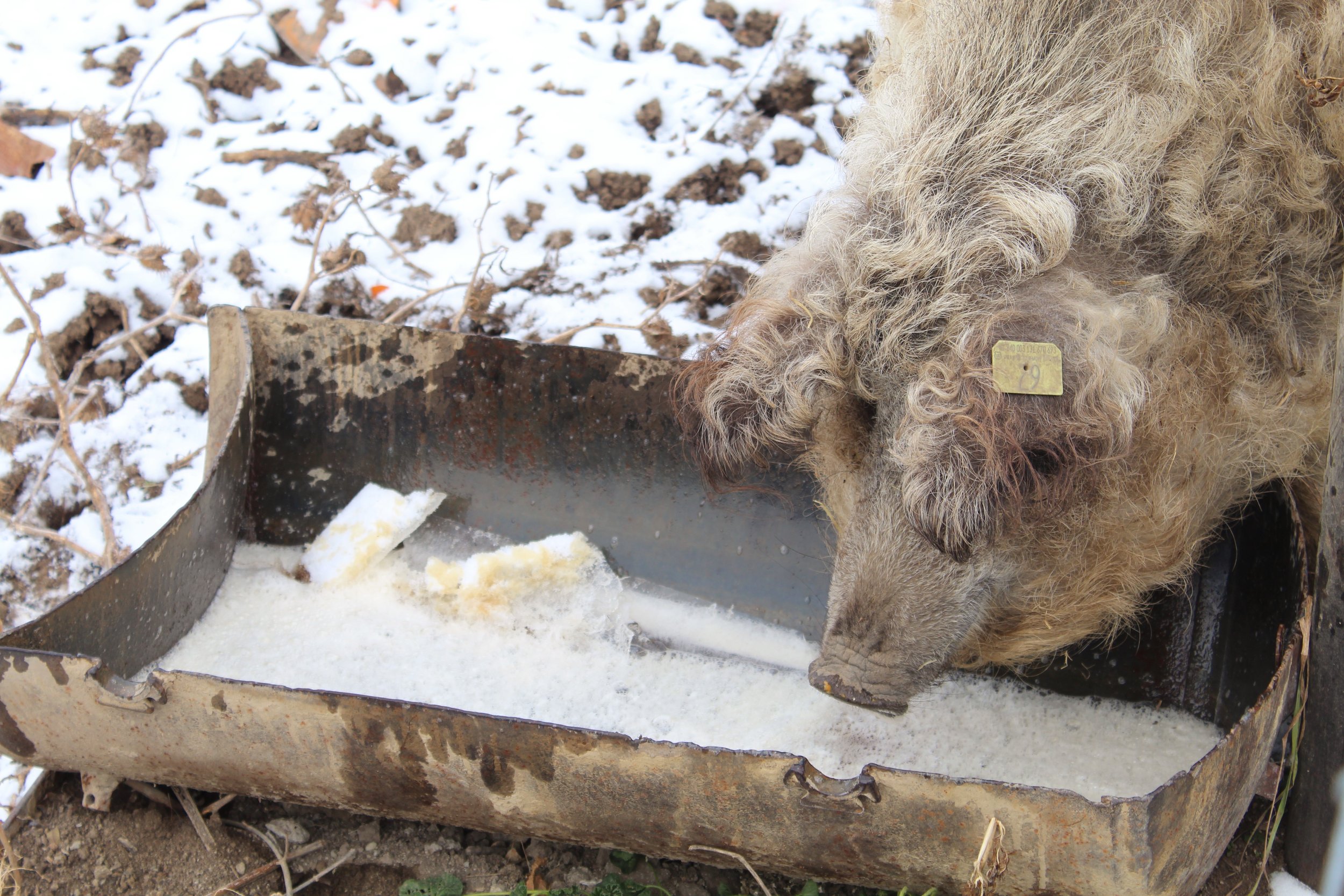 Leaving the Edges Wild — Wooly Pig Farm Brewery in Fresno, Ohio — Good ...