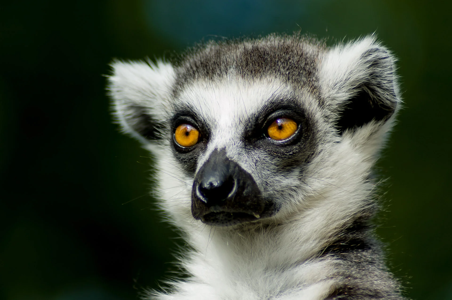 ANIMALS — Petr Jan Juracka