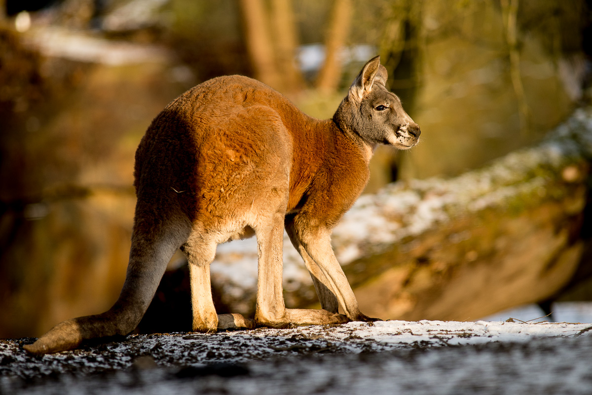 ANIMALS — Petr Jan Juracka