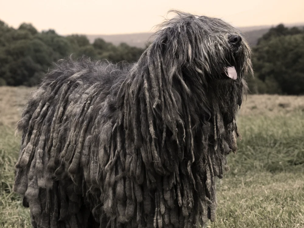 Are Bergamascos Smart Dogs