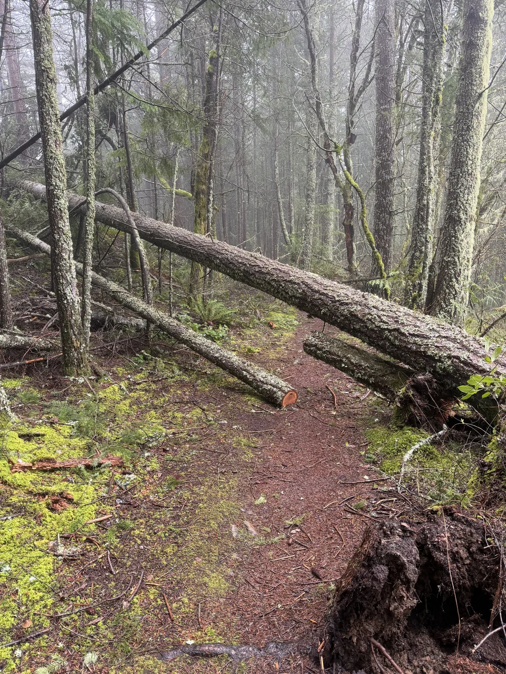 Race Updates — Chuckanut 50k