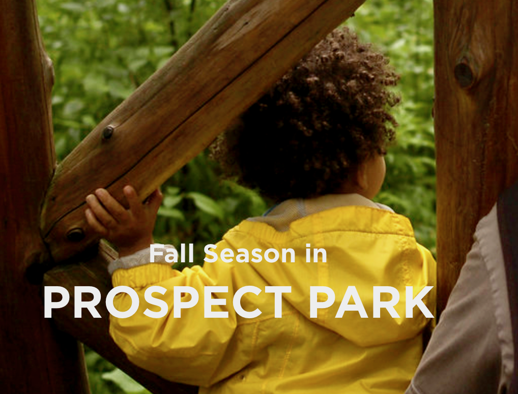 Brooklyn Forest