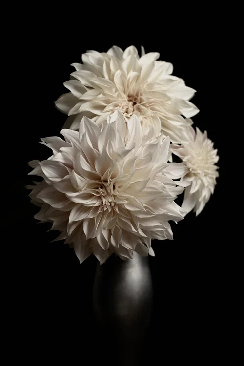 Flower Still Life Photography