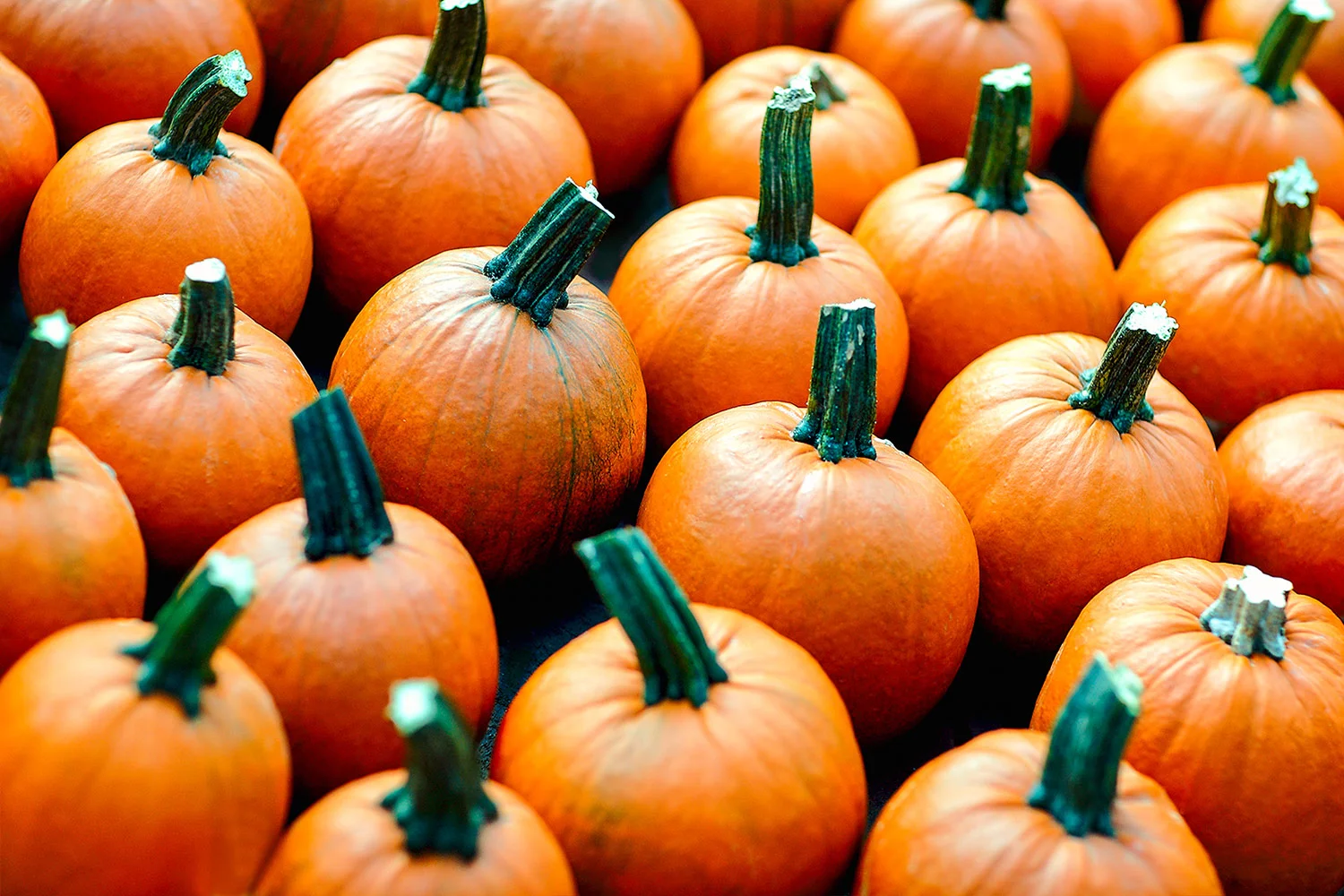 20+ Photos of Autumn - Todd Klassy Photography