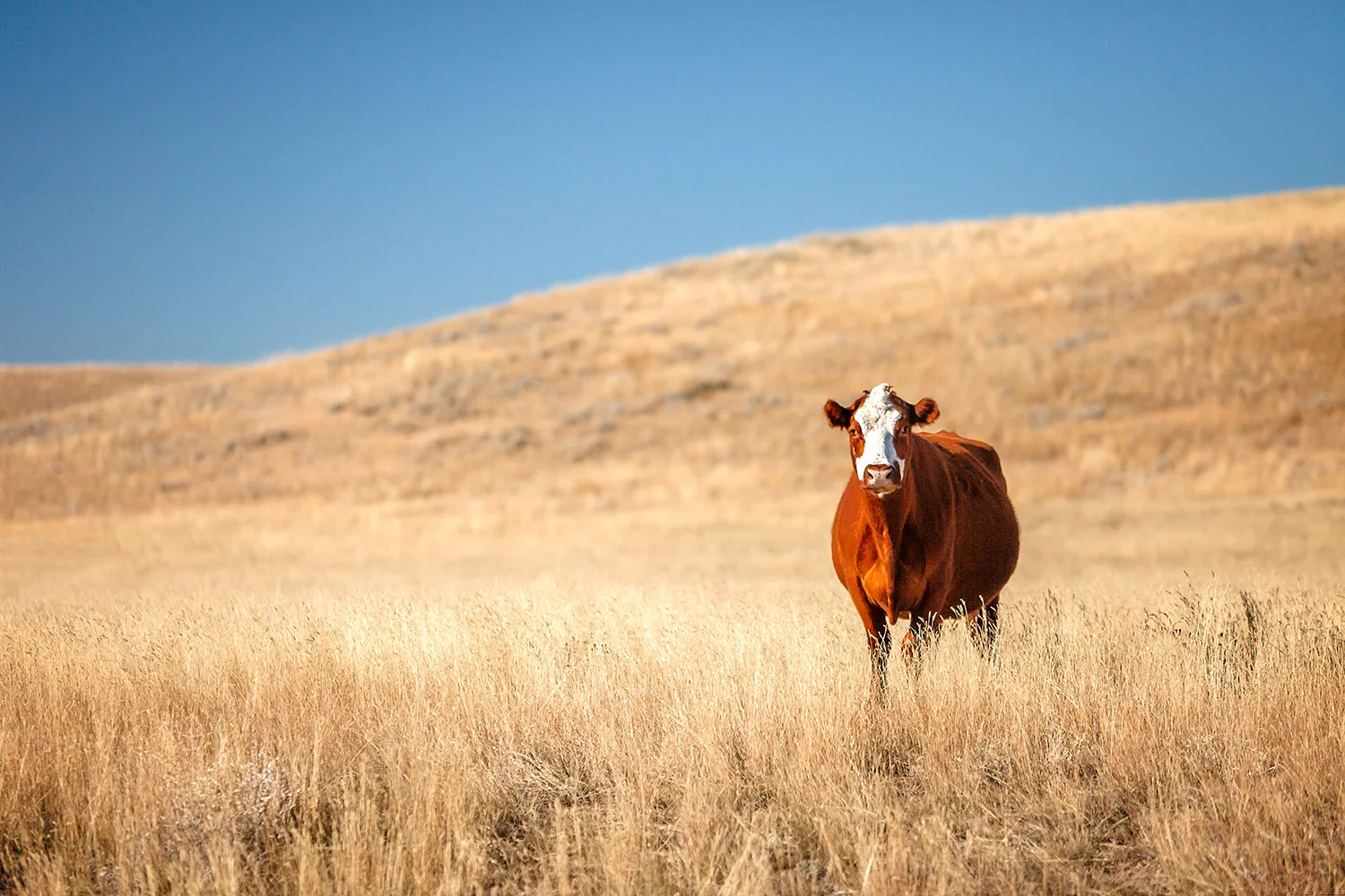 Montana Photography, Agriculture Photography, and Cowboy Photography by ...