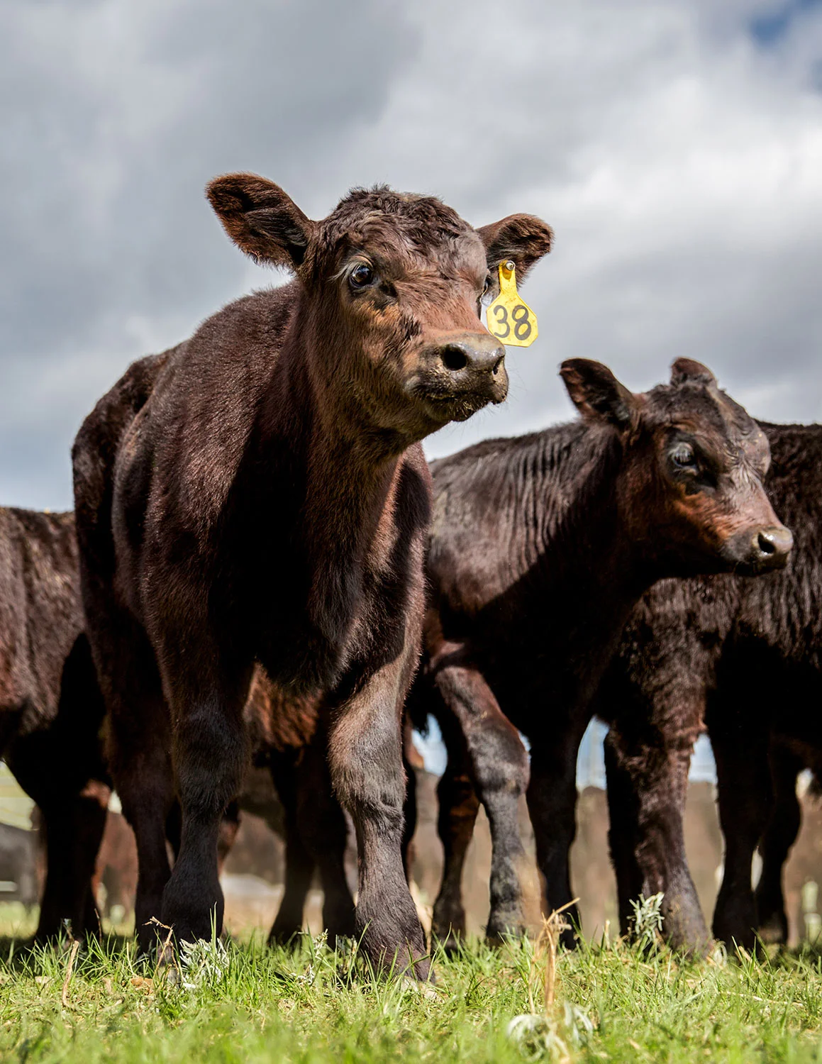 AAEA Photo Contest | Todd Klassy Photography