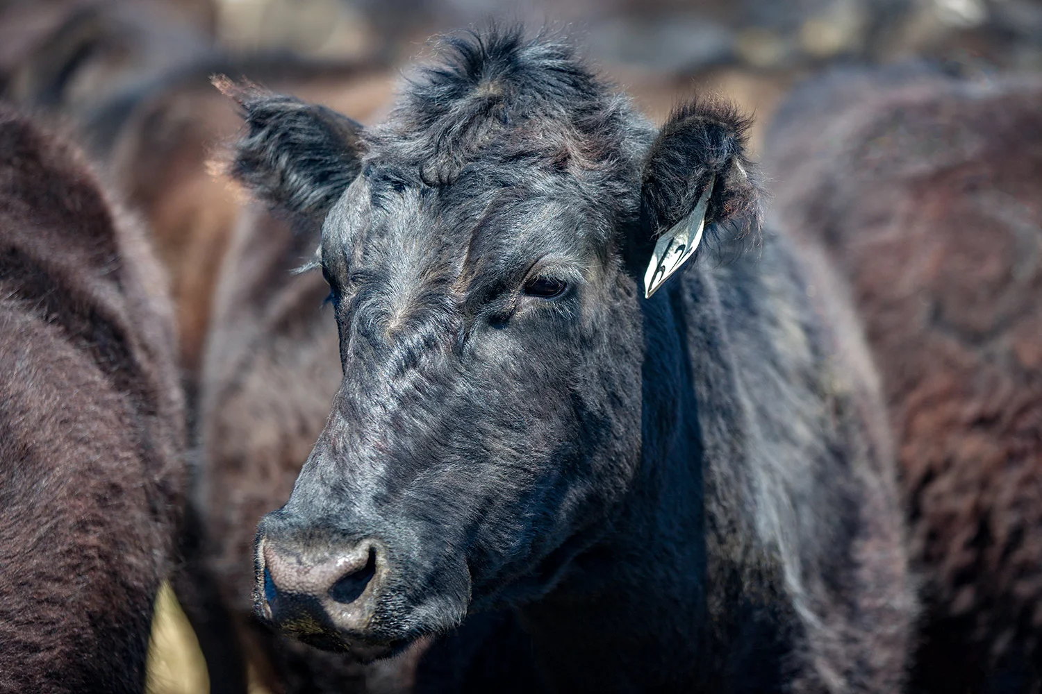 Black Angus Cattle Faces