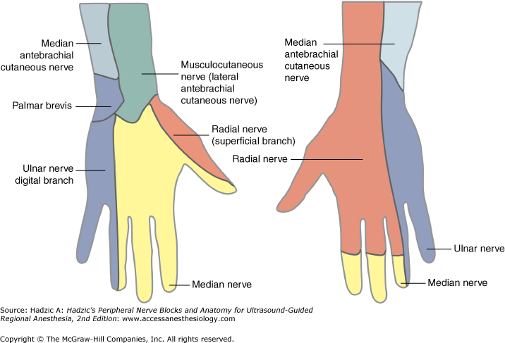 Forearm blocks — Highland EM Ultrasound Fueled pain management