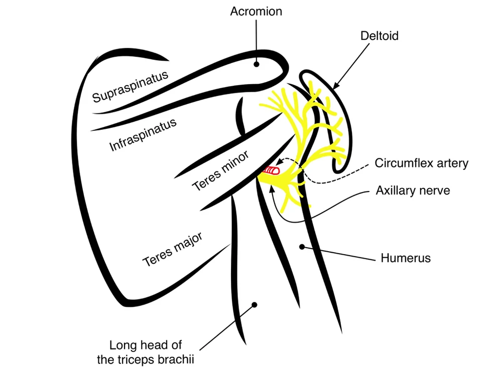 Axillary Nerve Distribution
