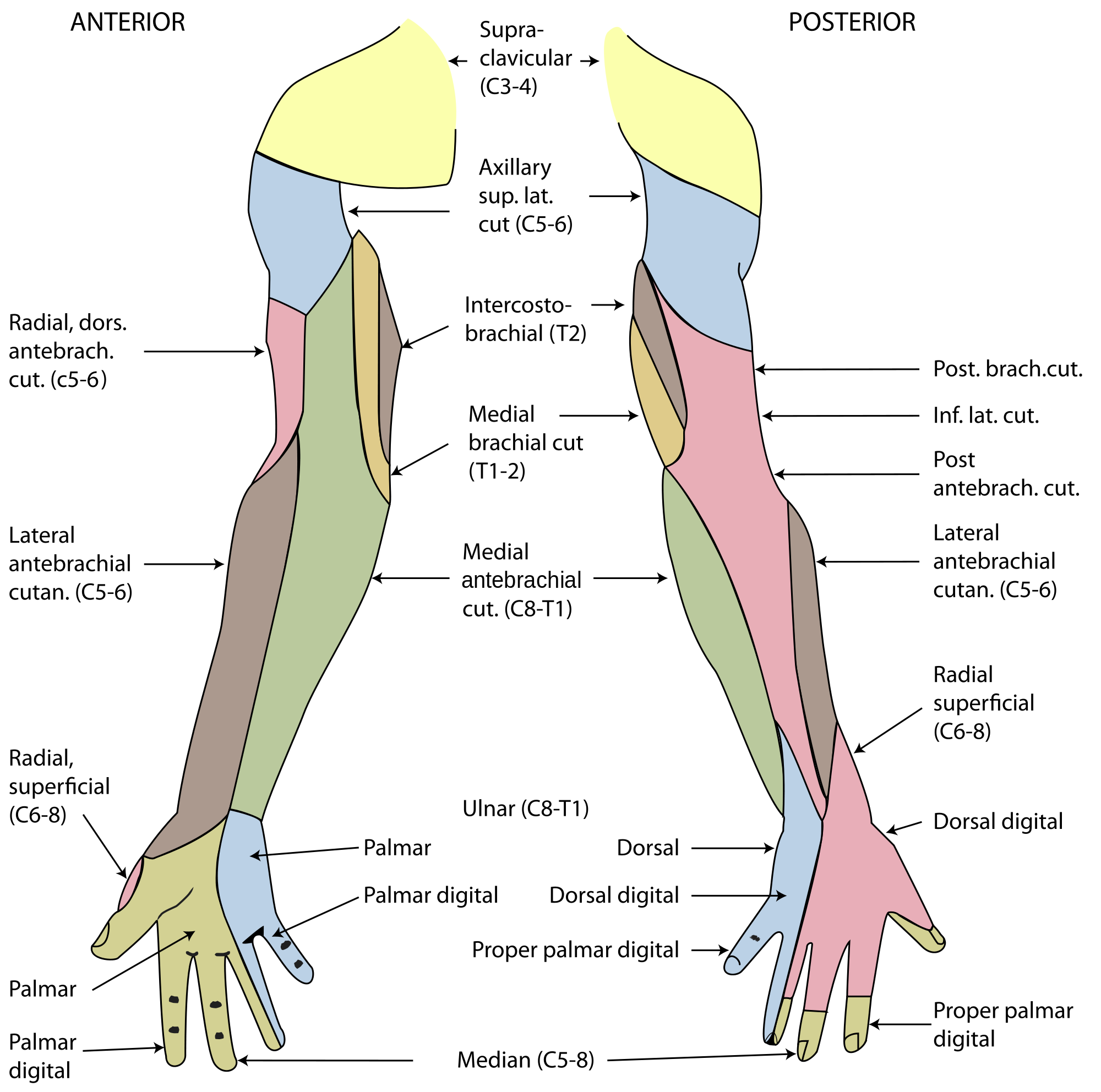 Axillary Nerve (deltoid) — Highland EM Ultrasound Fueled pain management