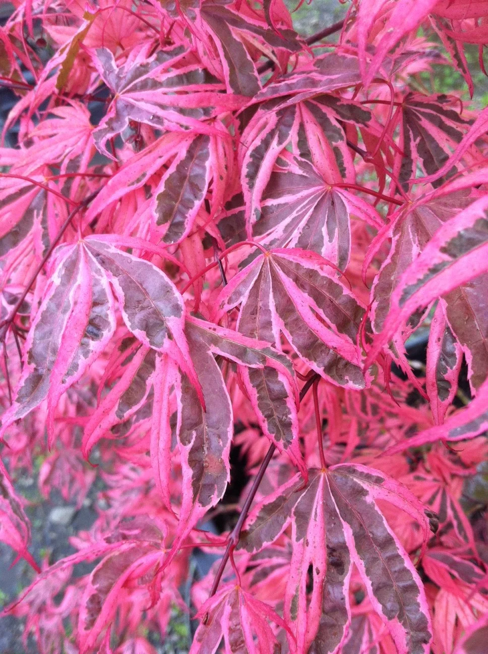 Photo Tour — Jaycee Newman, Inc.