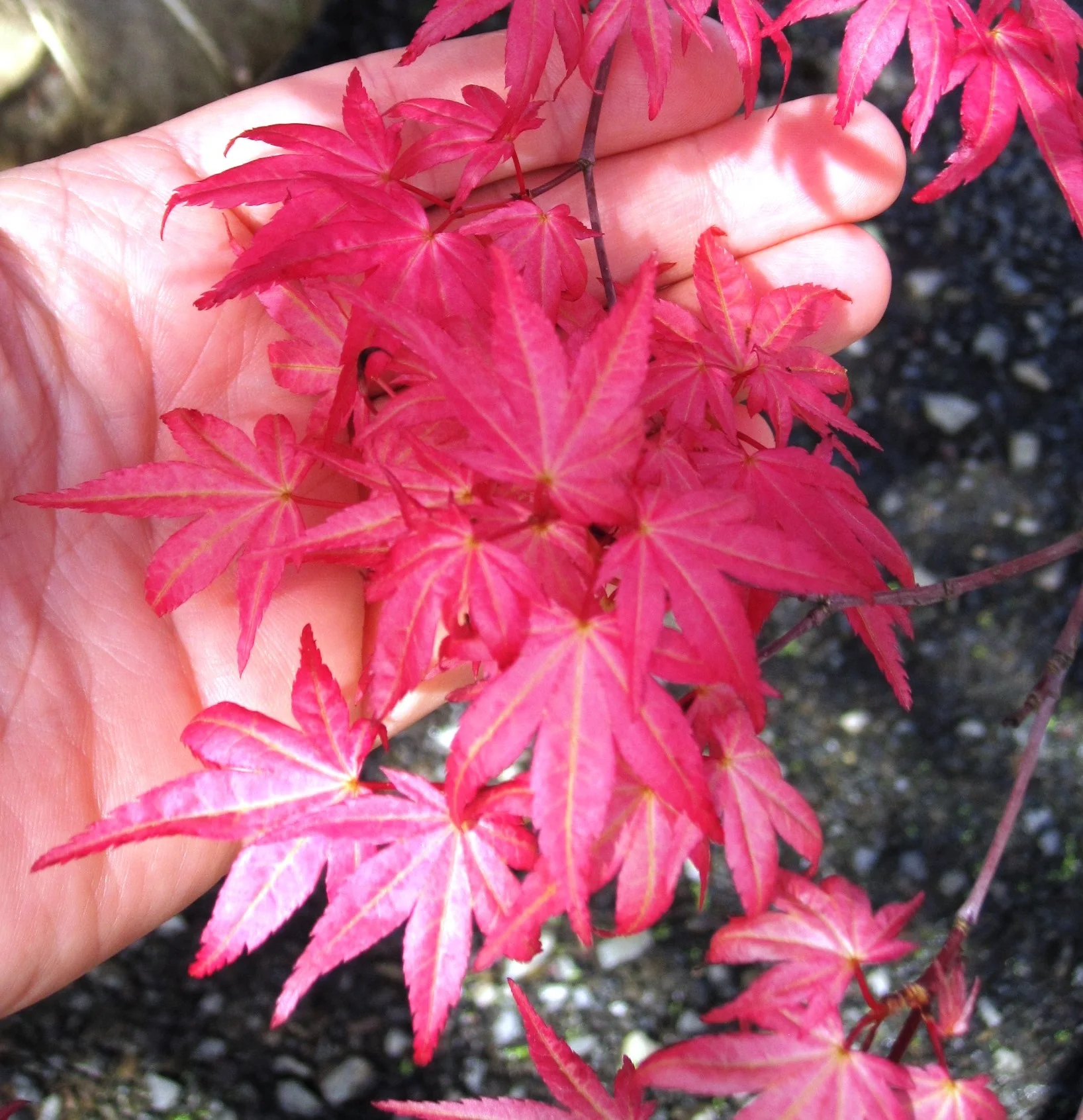 Acer palmatum ‘Shindeshojo’ — Jaycee Newman, Inc.