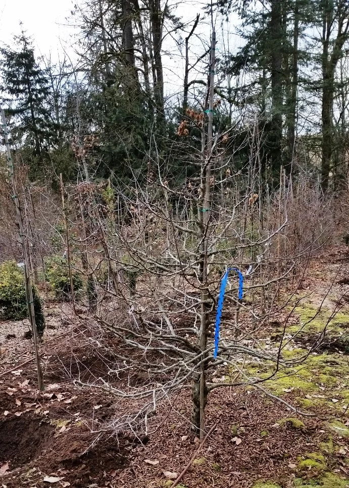 Carpinus coreana – Korean Hornbeam — Jaycee Newman, Inc.