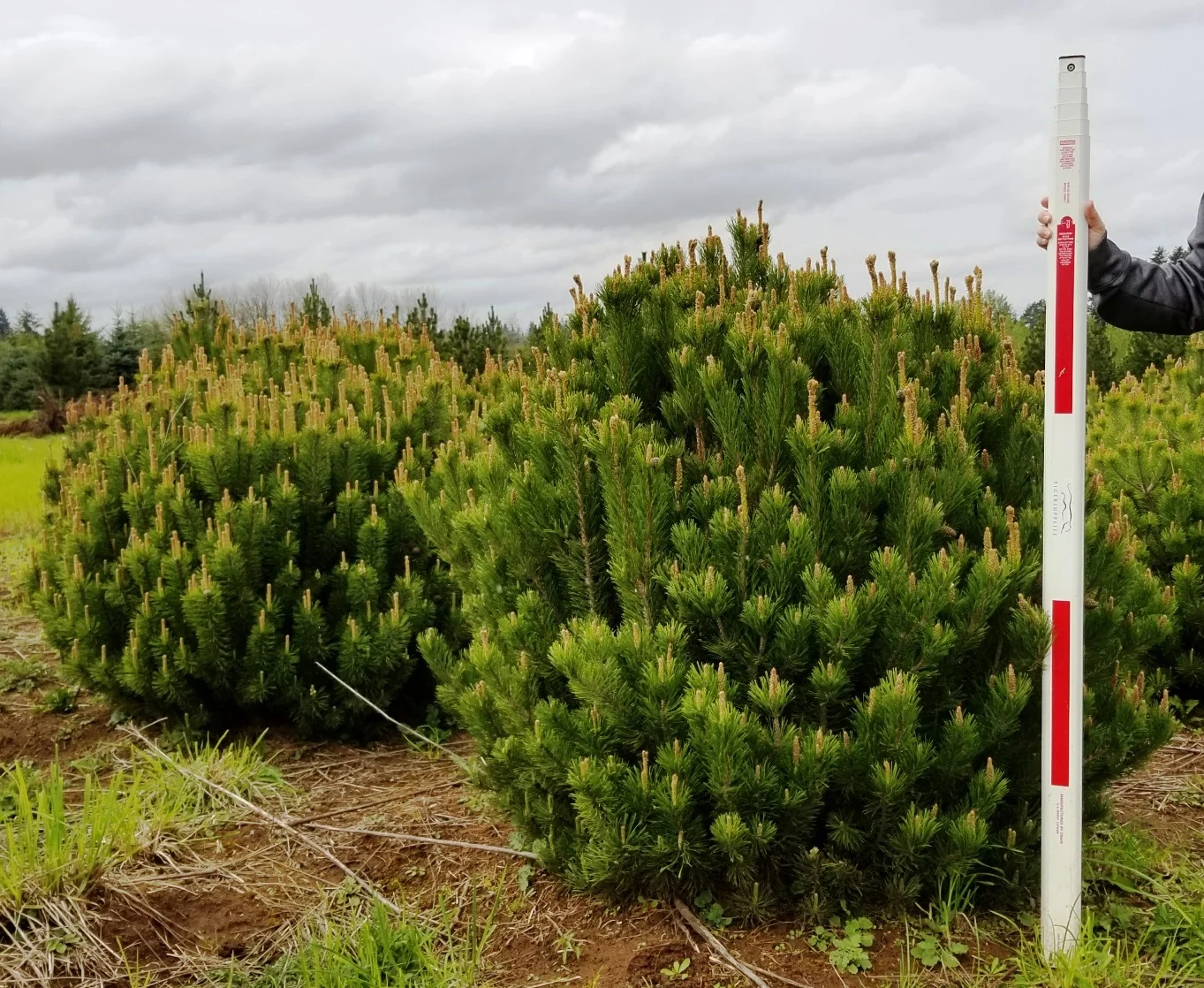 Pinus mugo — Jaycee Newman, Inc.