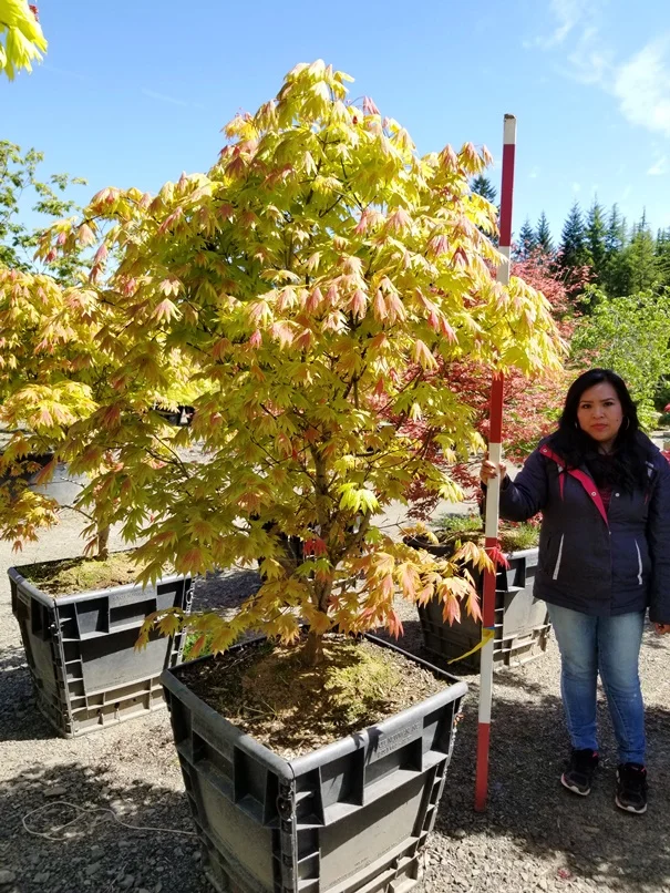 Acer shirasawanum ‘Moonrise’ — Jaycee Newman, Inc.
