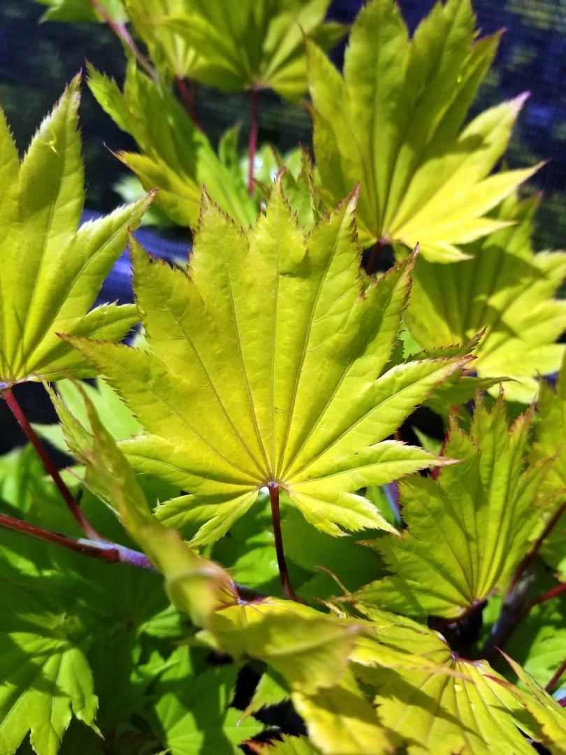 Acer shirasawanum ‘Aureum’ (Golden Full Moon Maple) — Jaycee Newman, Inc.