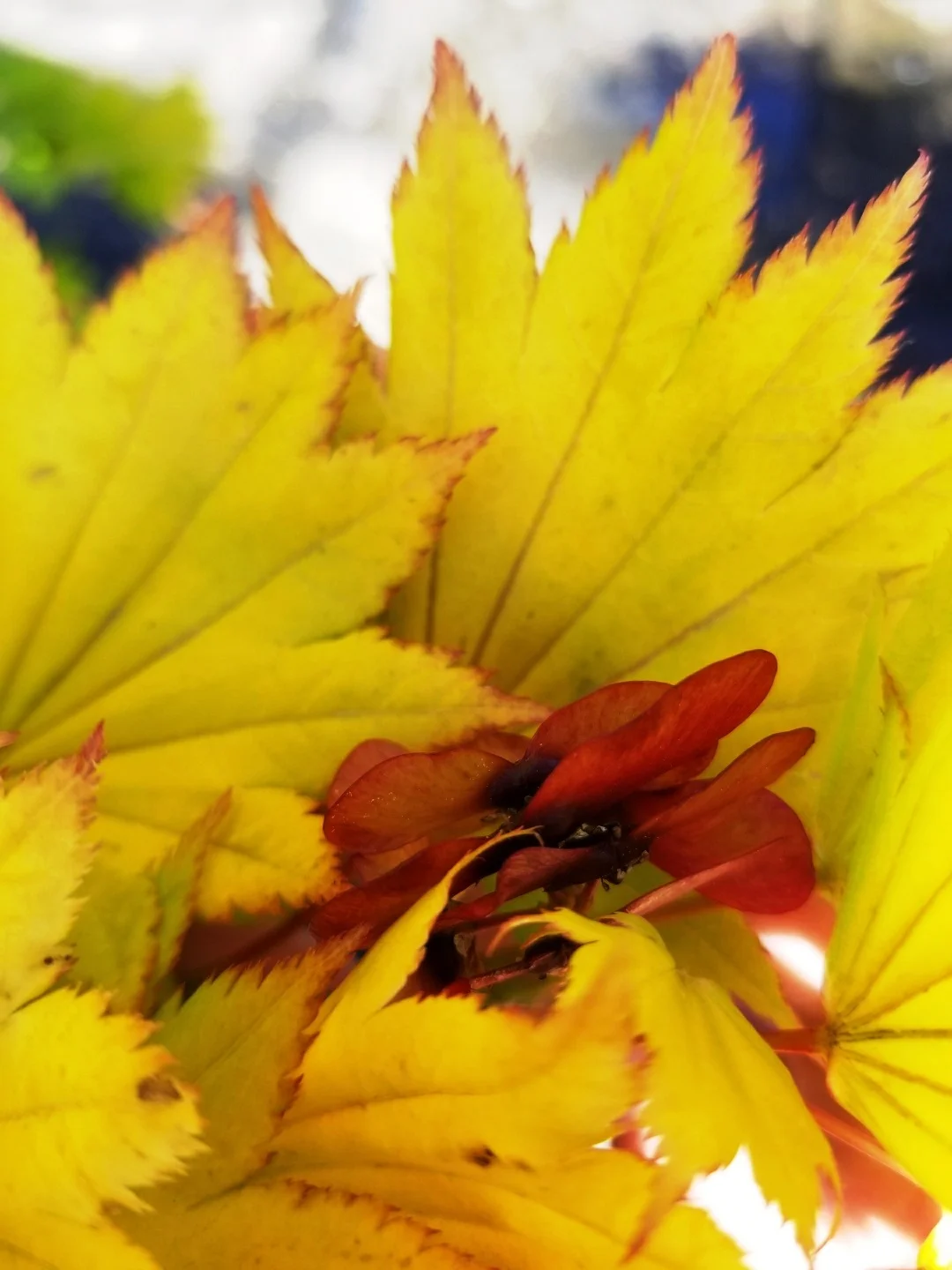 Acer shirasawanum ‘Aureum’ (Golden Full Moon Maple) — Jaycee Newman, Inc.