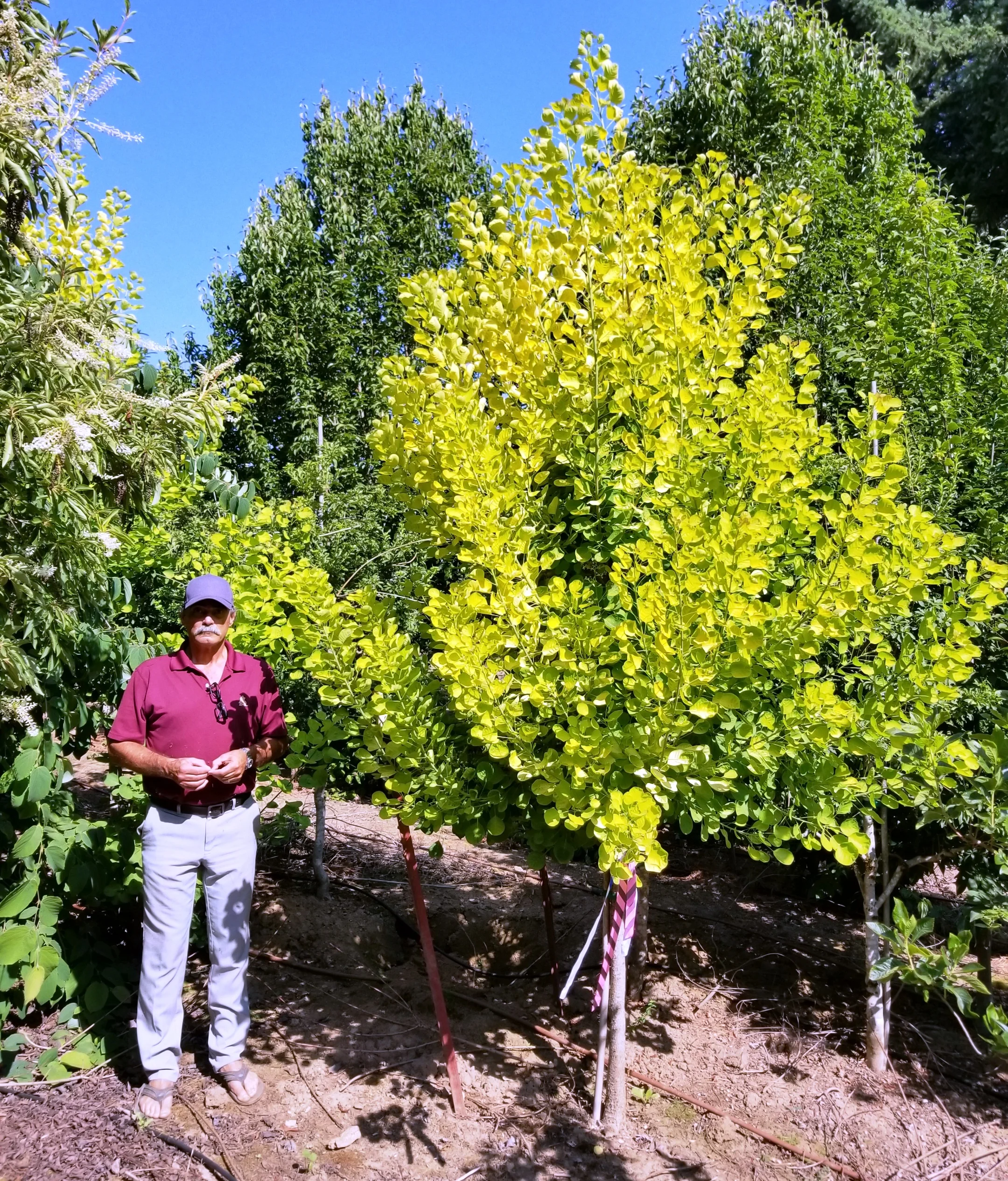 Golden Spirit Smoke Bush Tree
