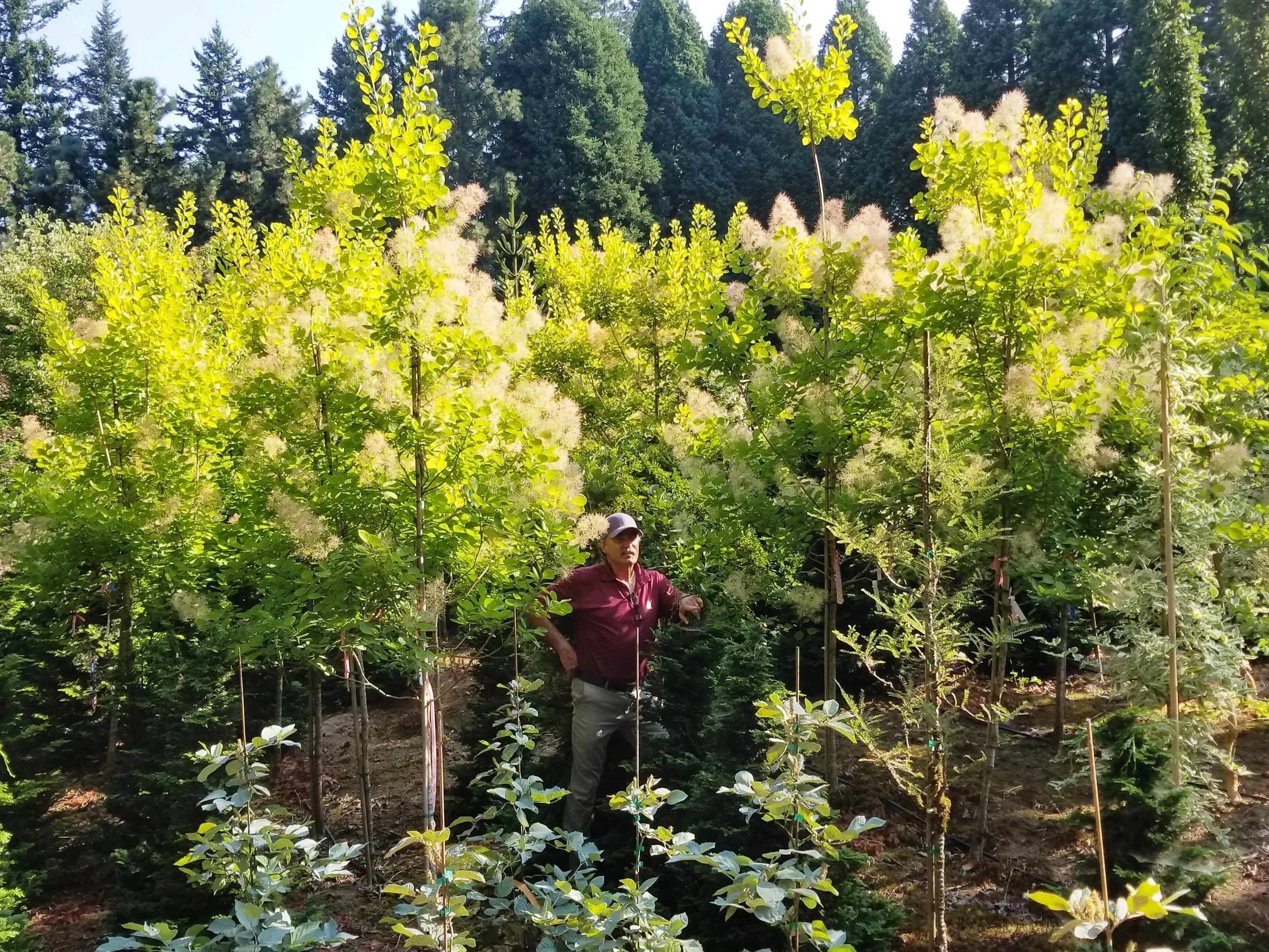Cotinus c. ‘Royal Purple’ and ‘Golden Spirit’ Tree Form — Jaycee Newman ...