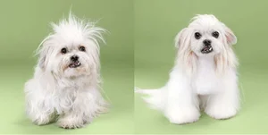 THESE BEFORE & AFTER (JAPANESE-STYLE) DOG GROOMING PICS ARE TOO ...