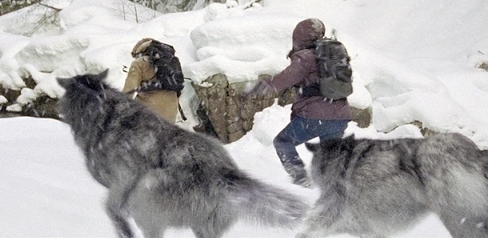The Grey Movie Wolf
