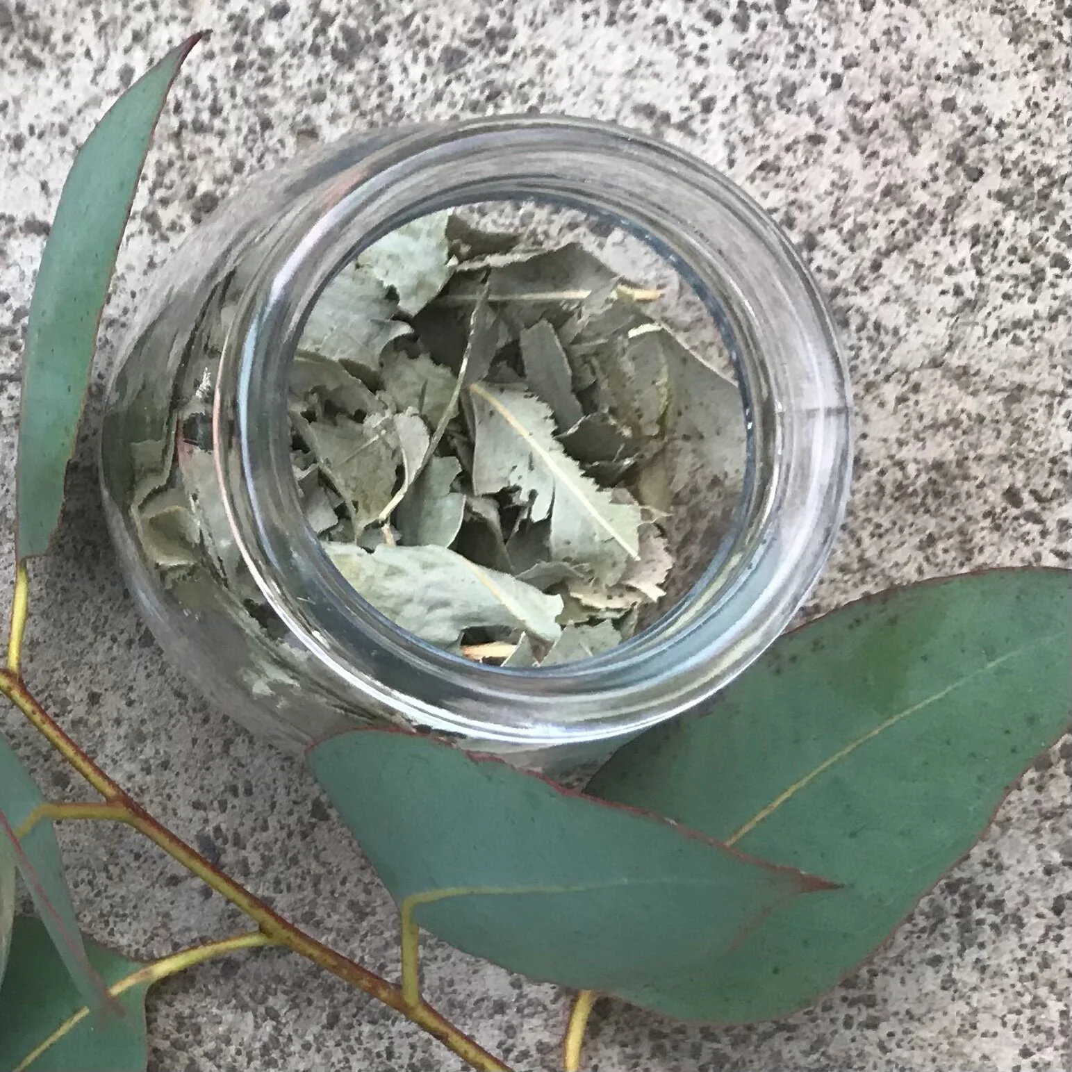 Strawberry Gum Tea — StrawberryGum.com.au