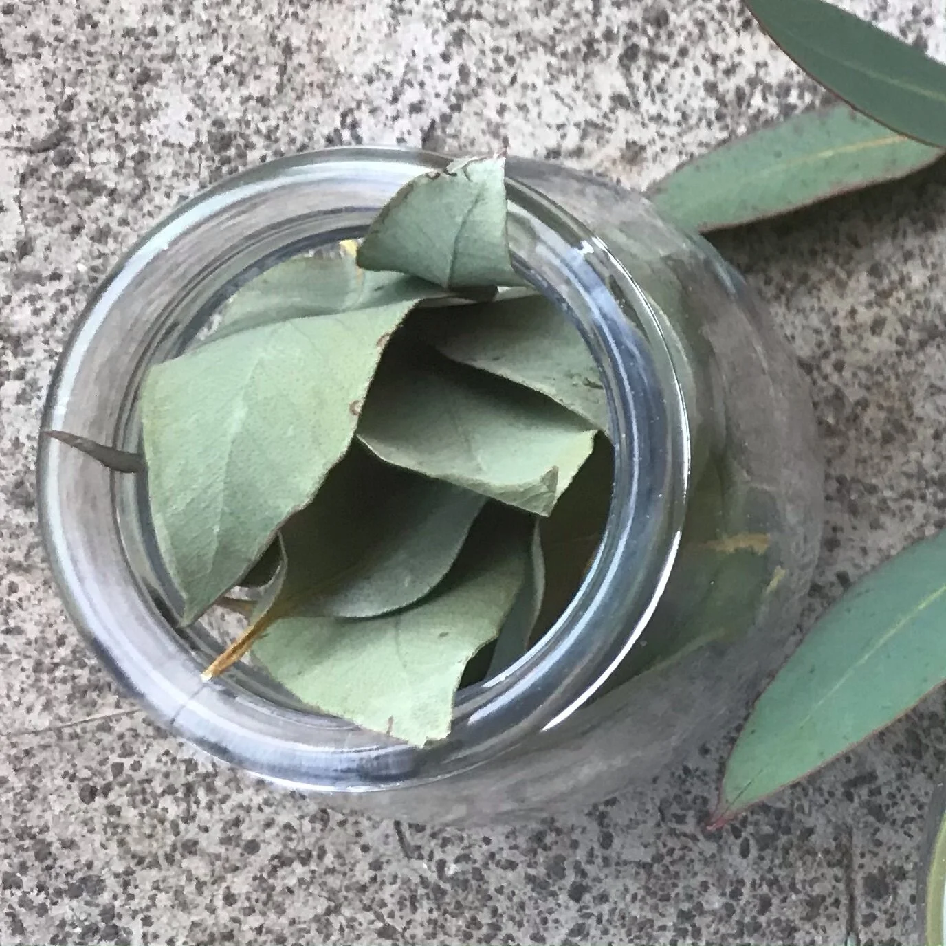 Strawberry gum whole leaf — StrawberryGum.com.au