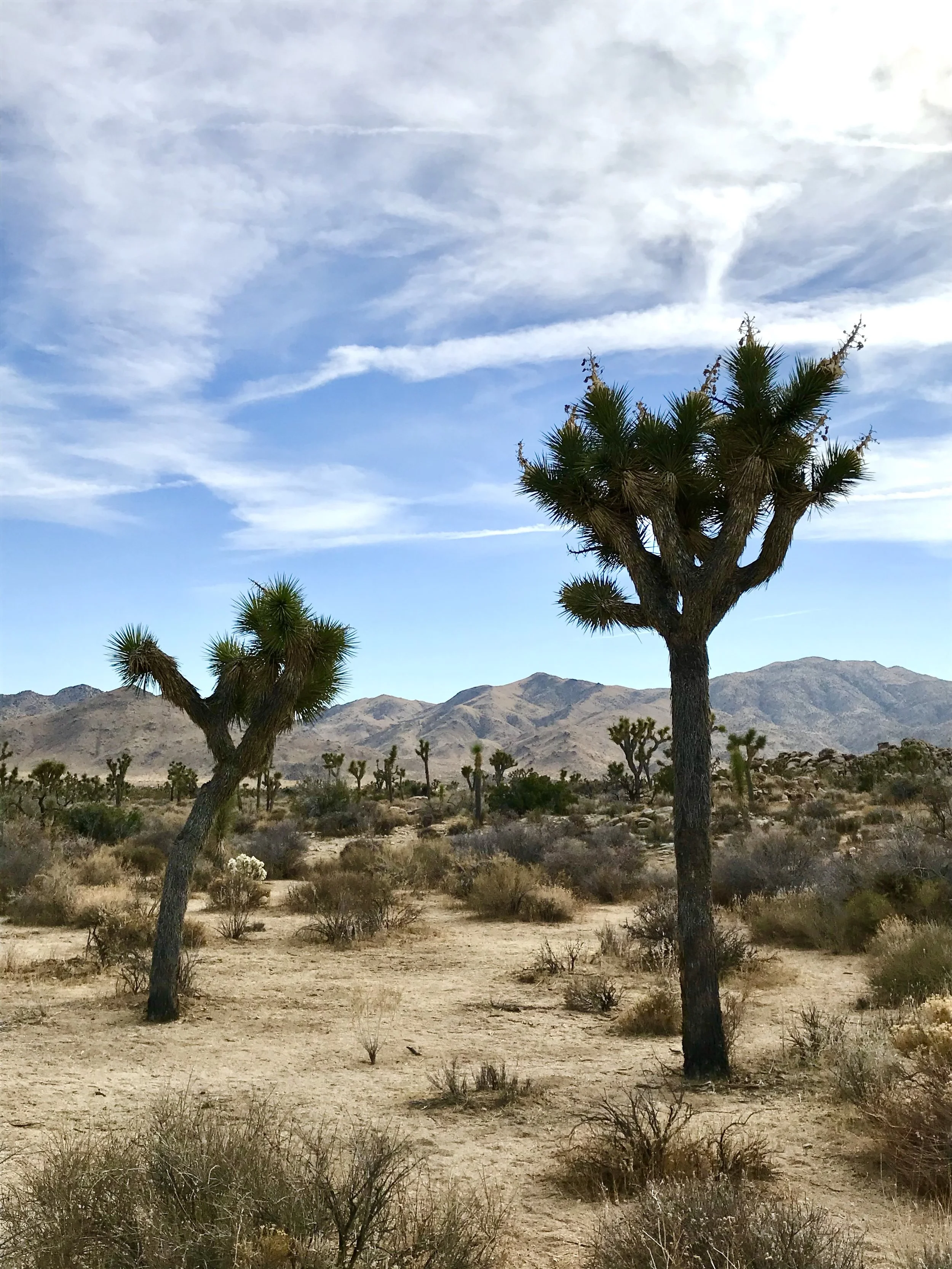 9 Photos That Will Make You Want to Visit Joshua Tree National Park ...