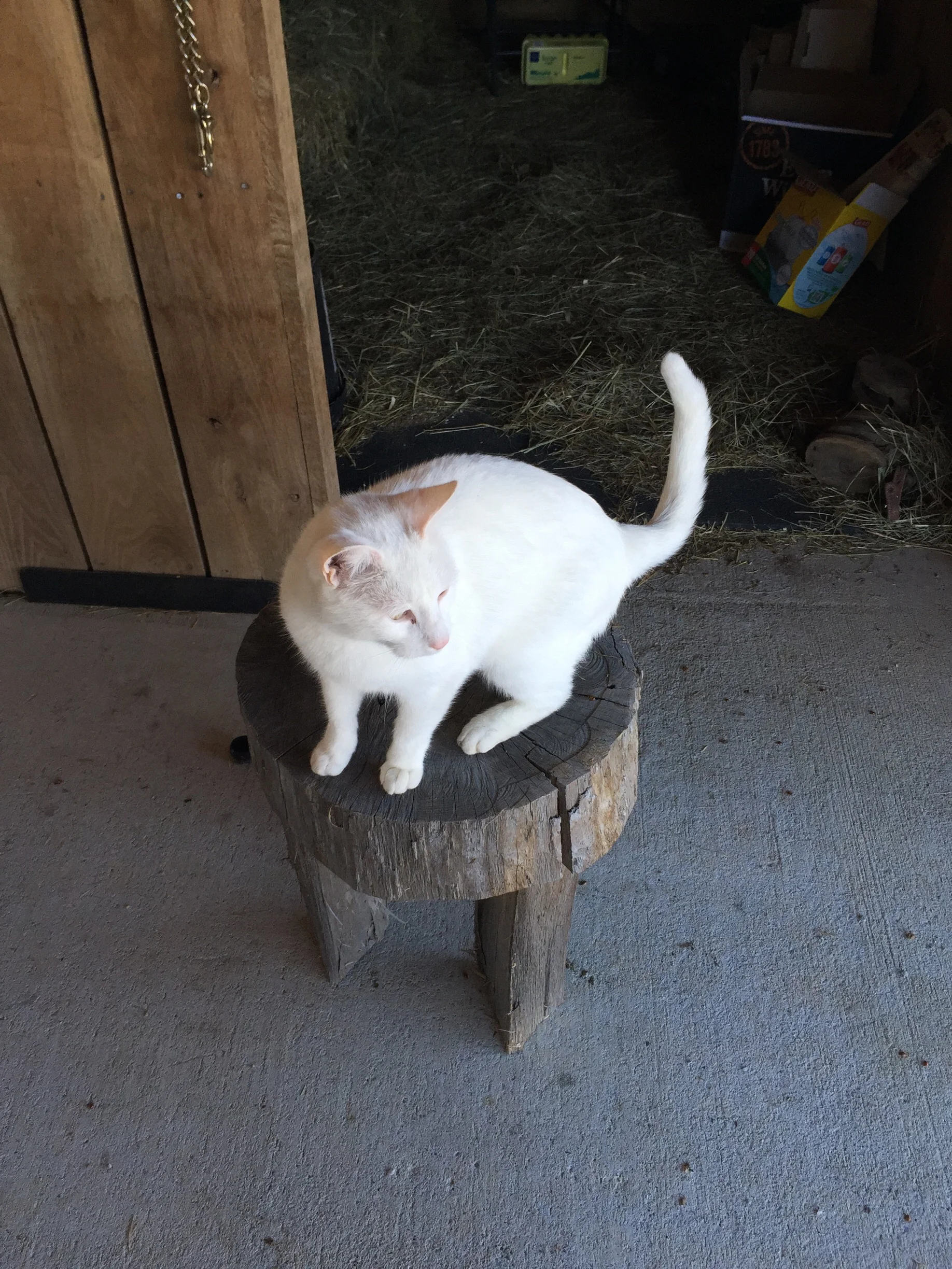 The Unicorn in the Barn — Rebecca Green Illustration