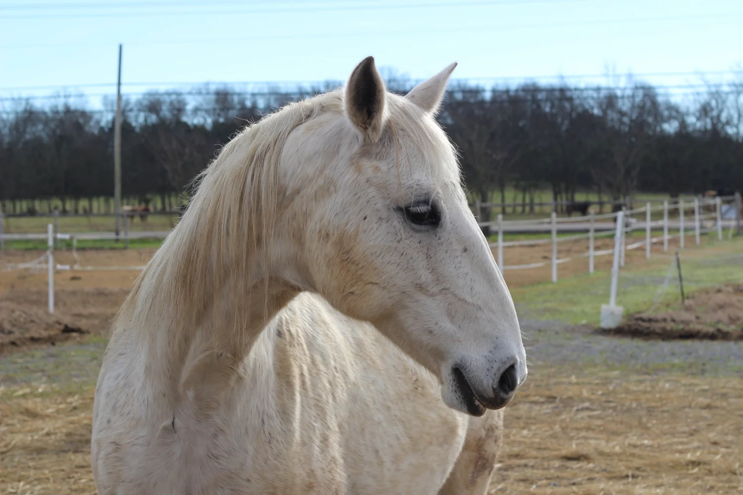 The Unicorn in the Barn — Rebecca Green Illustration