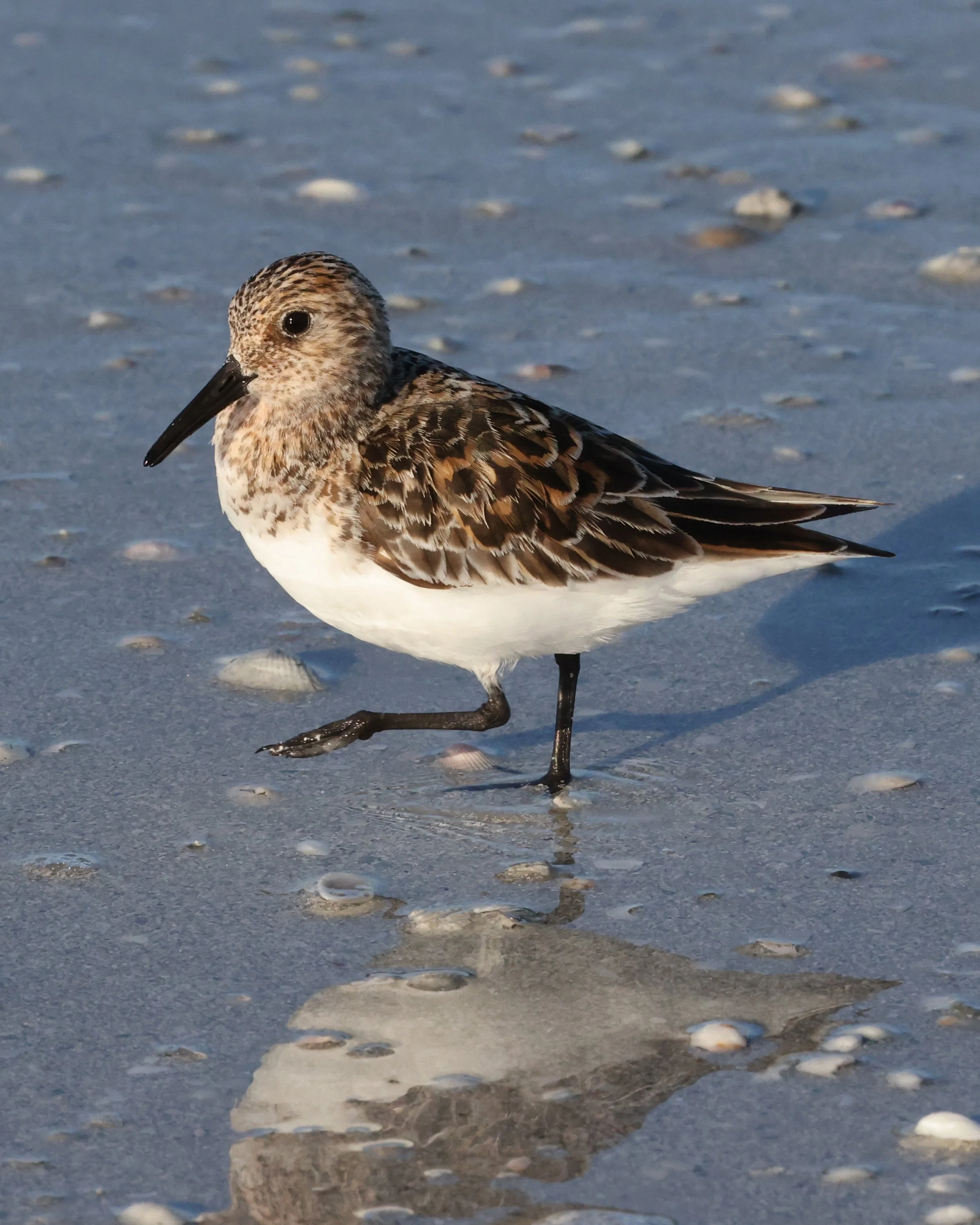 Shore Bird Profiles — Susan Levine Books