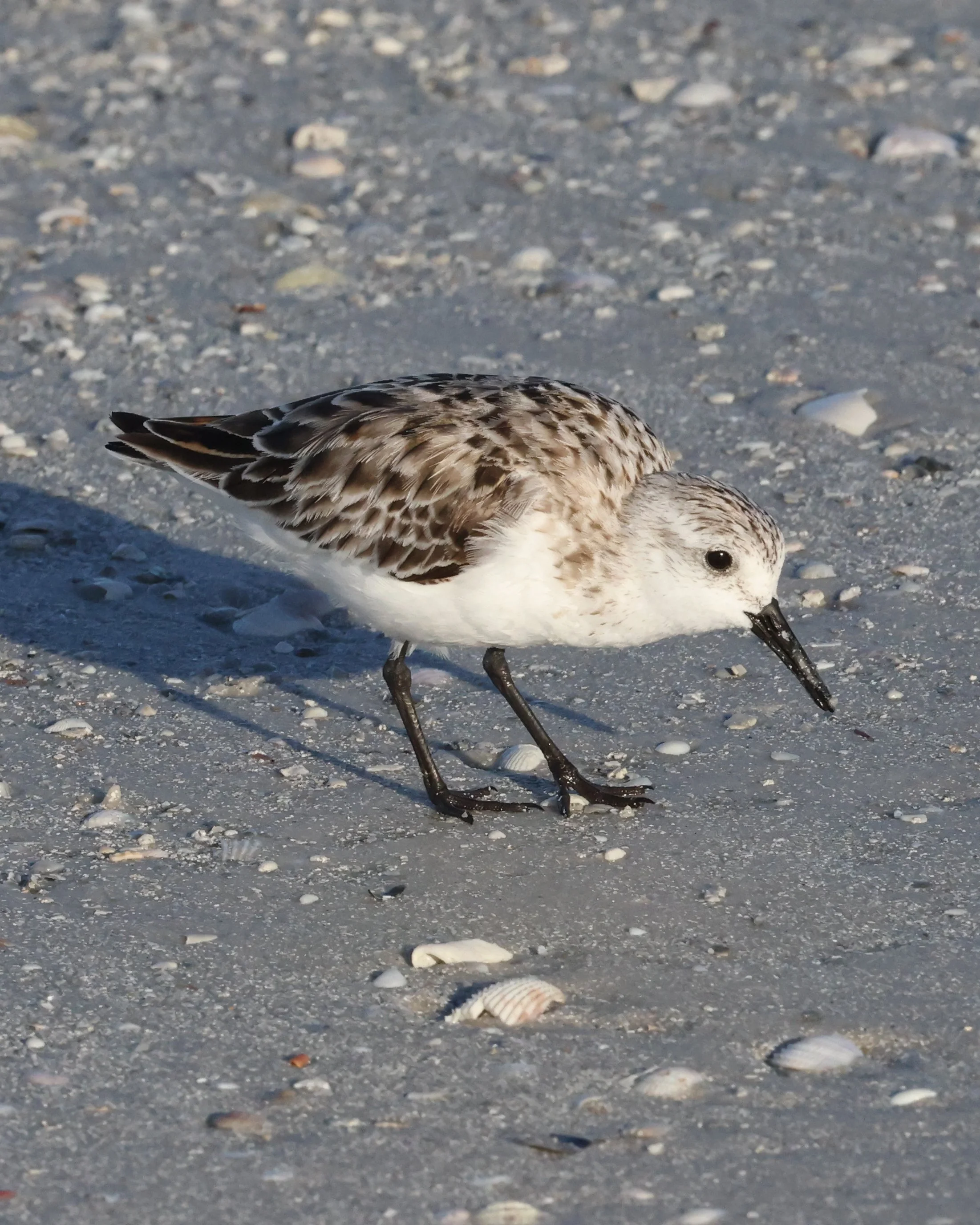Shore Bird Profiles — Susan Levine Books