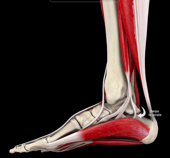 Calf Muscle Tightness, Achilles Tendon Length and Lower Leg Injury ...