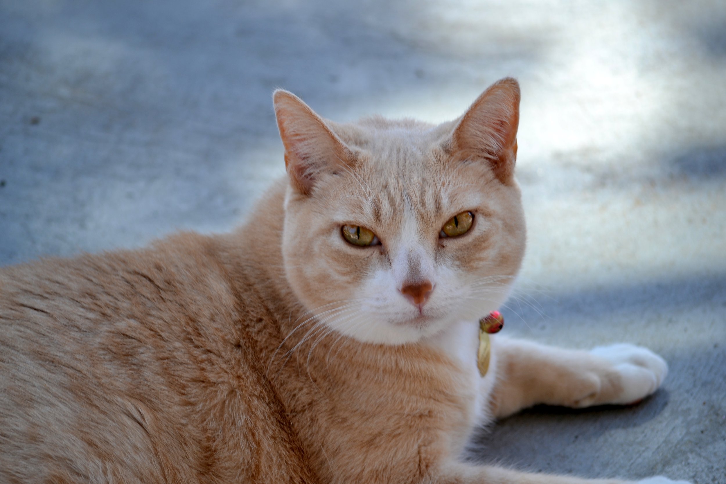 Mozart and Casper Memorial Fund for Feline Friends — Portland Animal ...