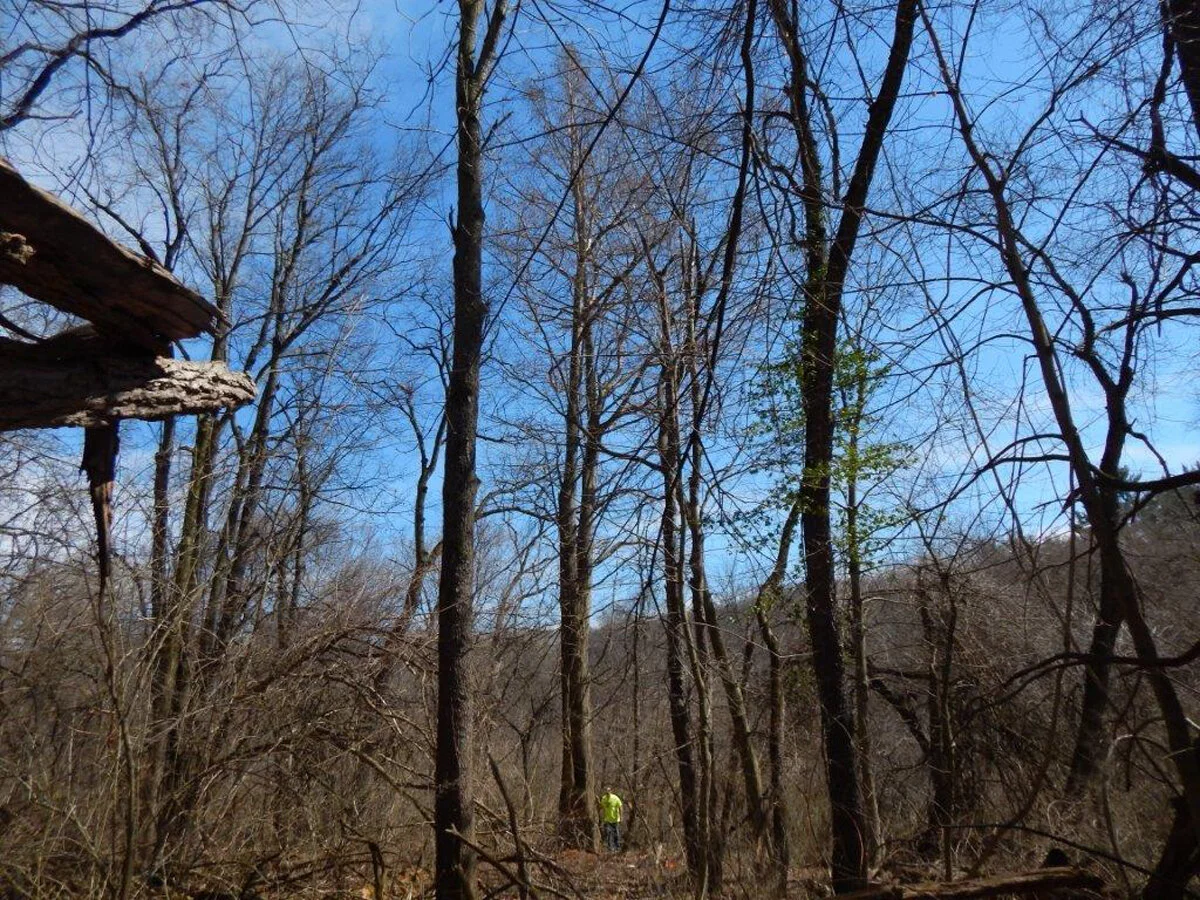Michigan Big Tree Program — Michigan Botanical Society