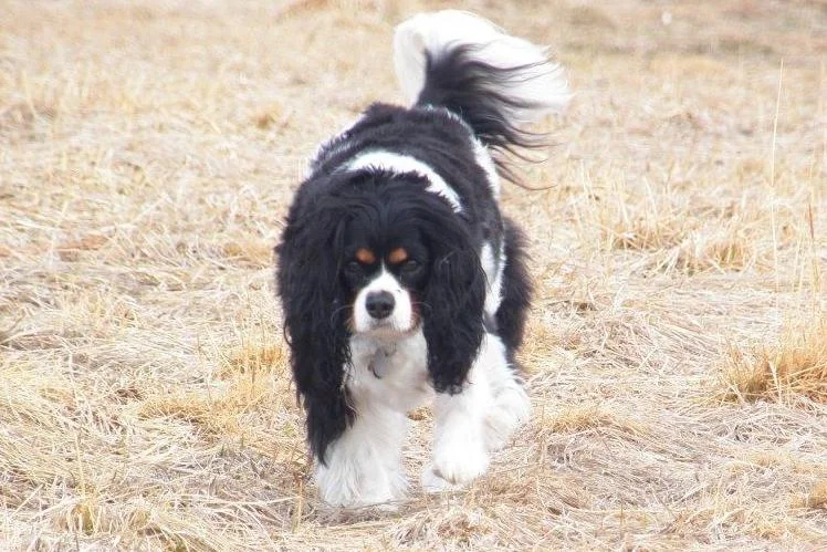 Musical Dog Sport Association