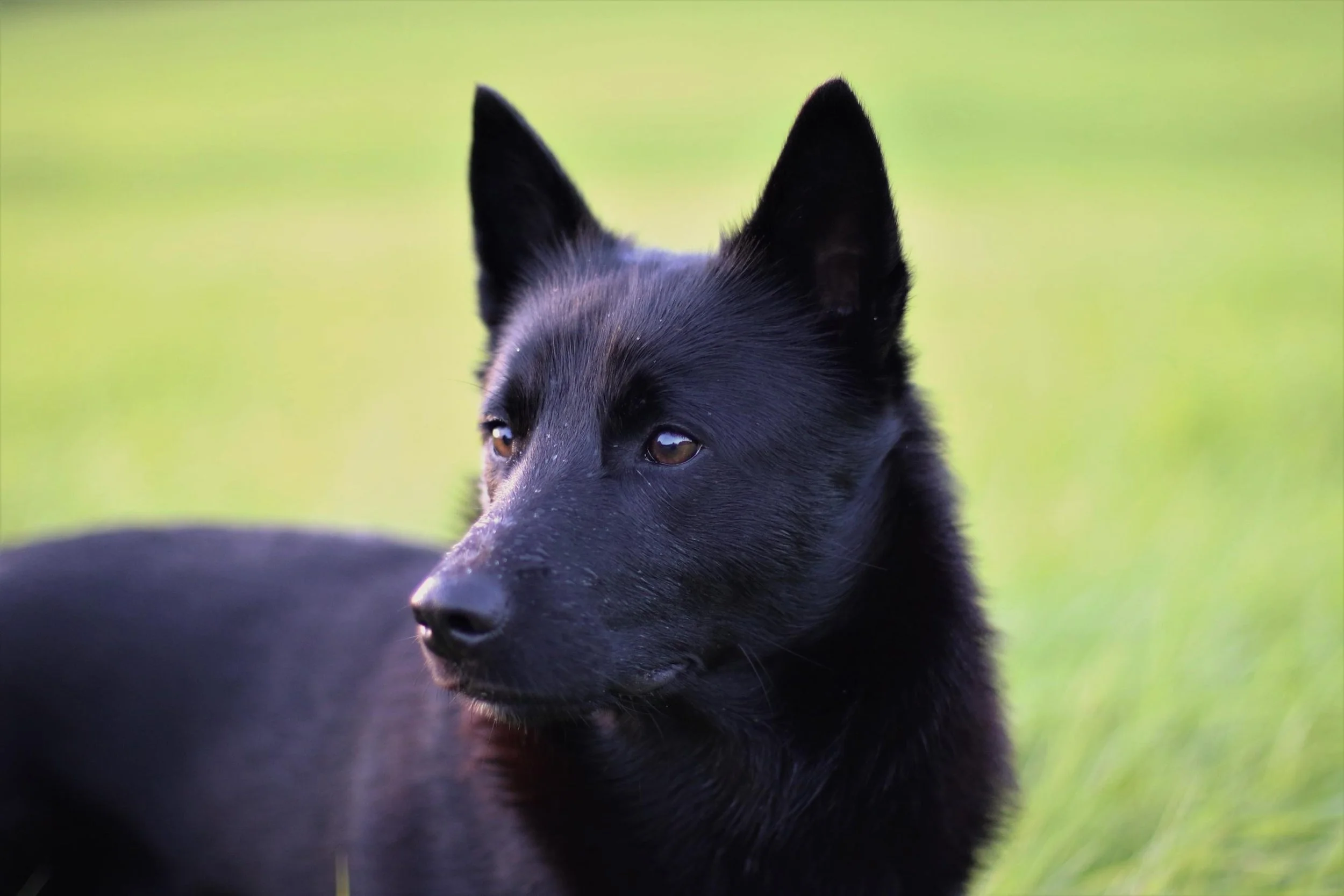 Shop E-books and courses in English — CASU