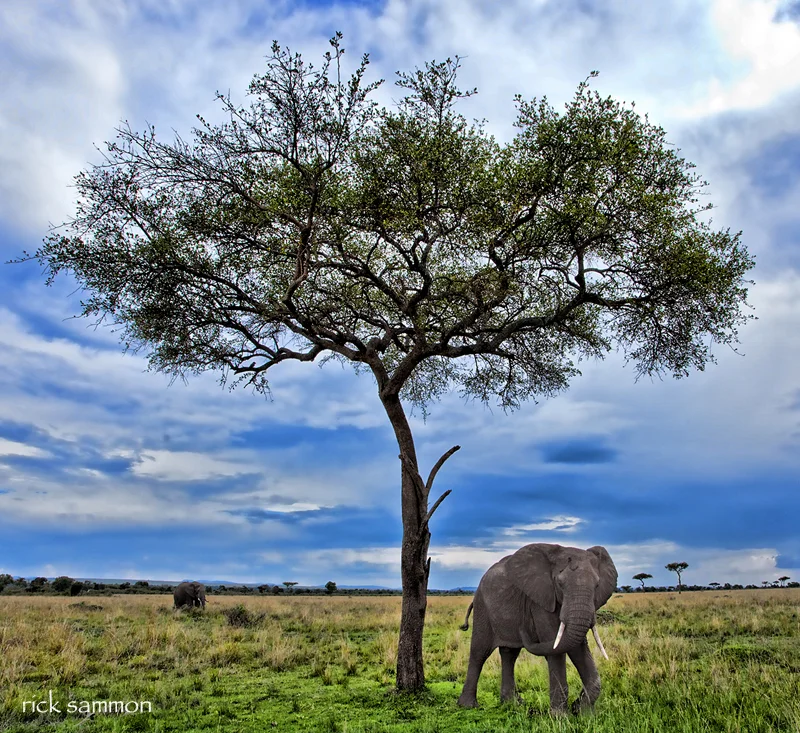 Day 2: Six Days of Africa Photo Safari Tips — Rick Sammon Photography
