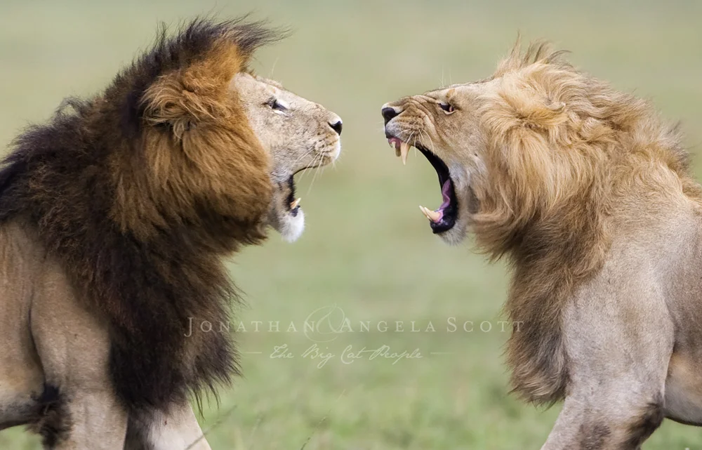 Part I - When the Lion Roars: "Big Cat Man" Speaks Out on His Love ...