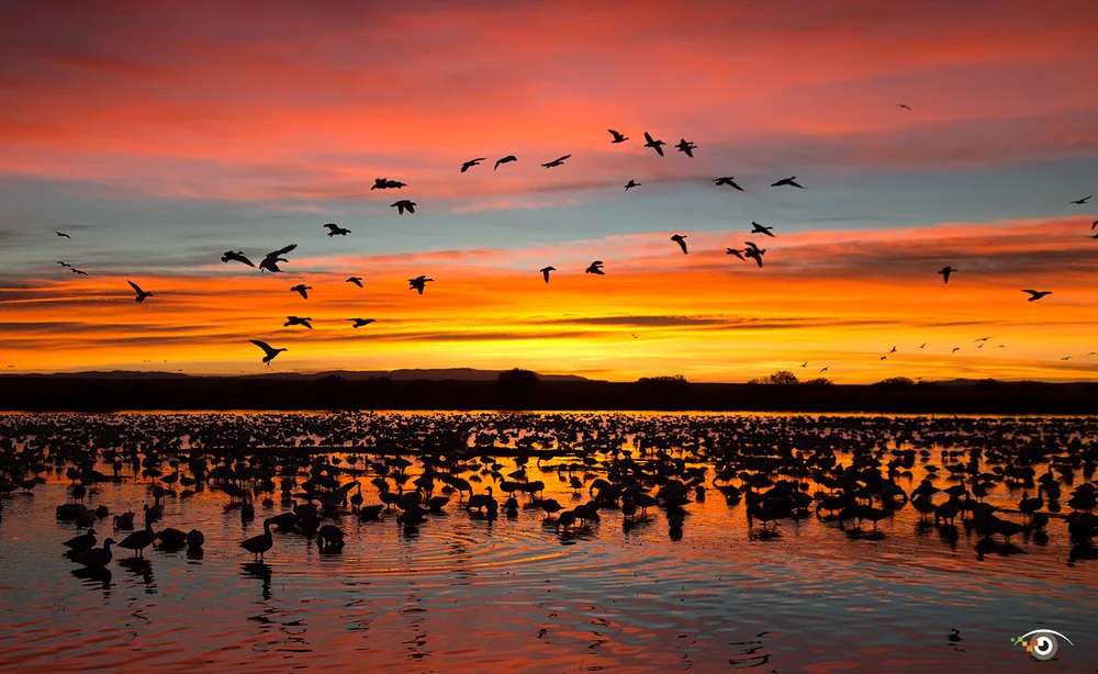 Make Better Bird Photographs — Rick Sammon Photography