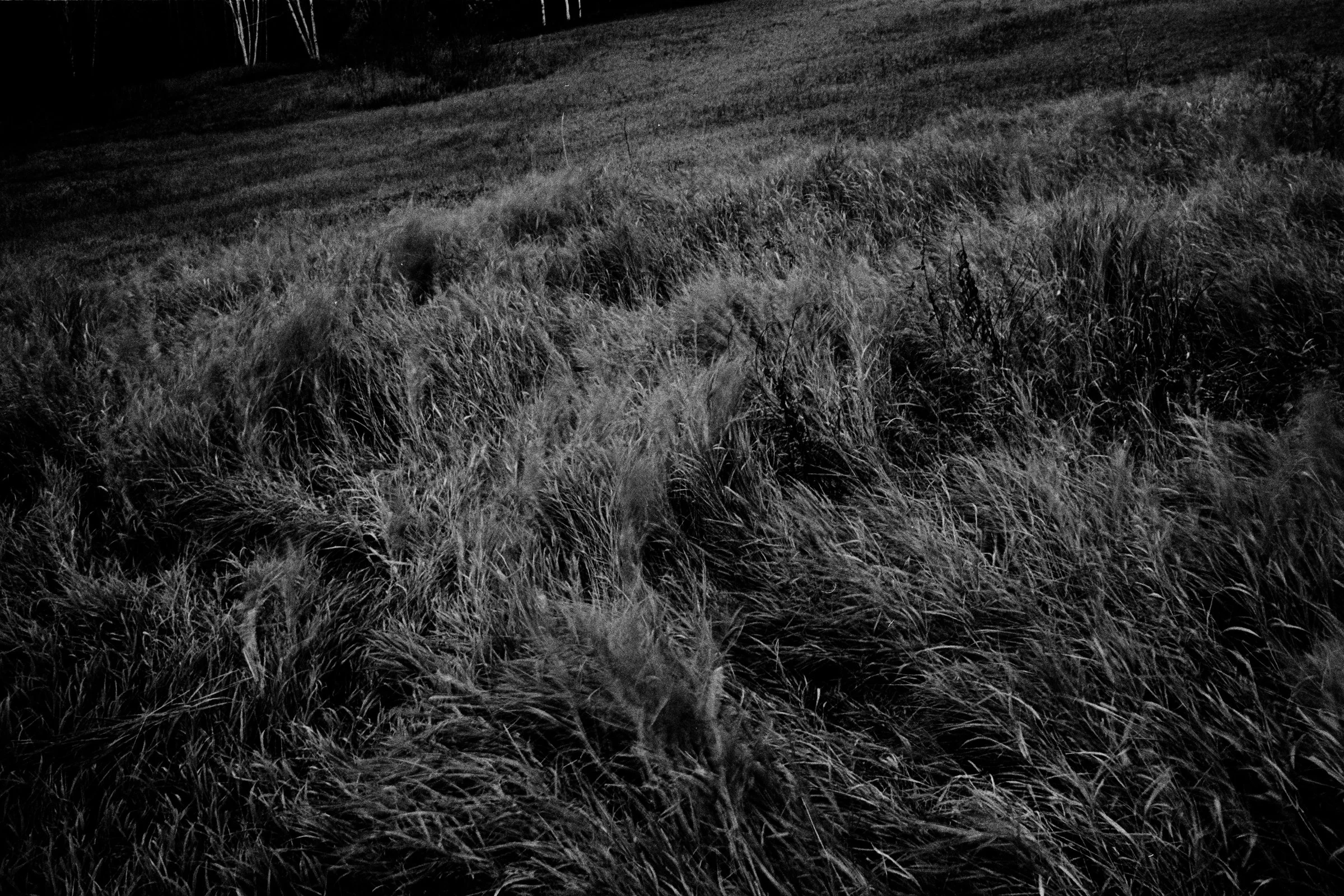 Coexistence — CHARLES-FRÉDÉRICK OUELLET