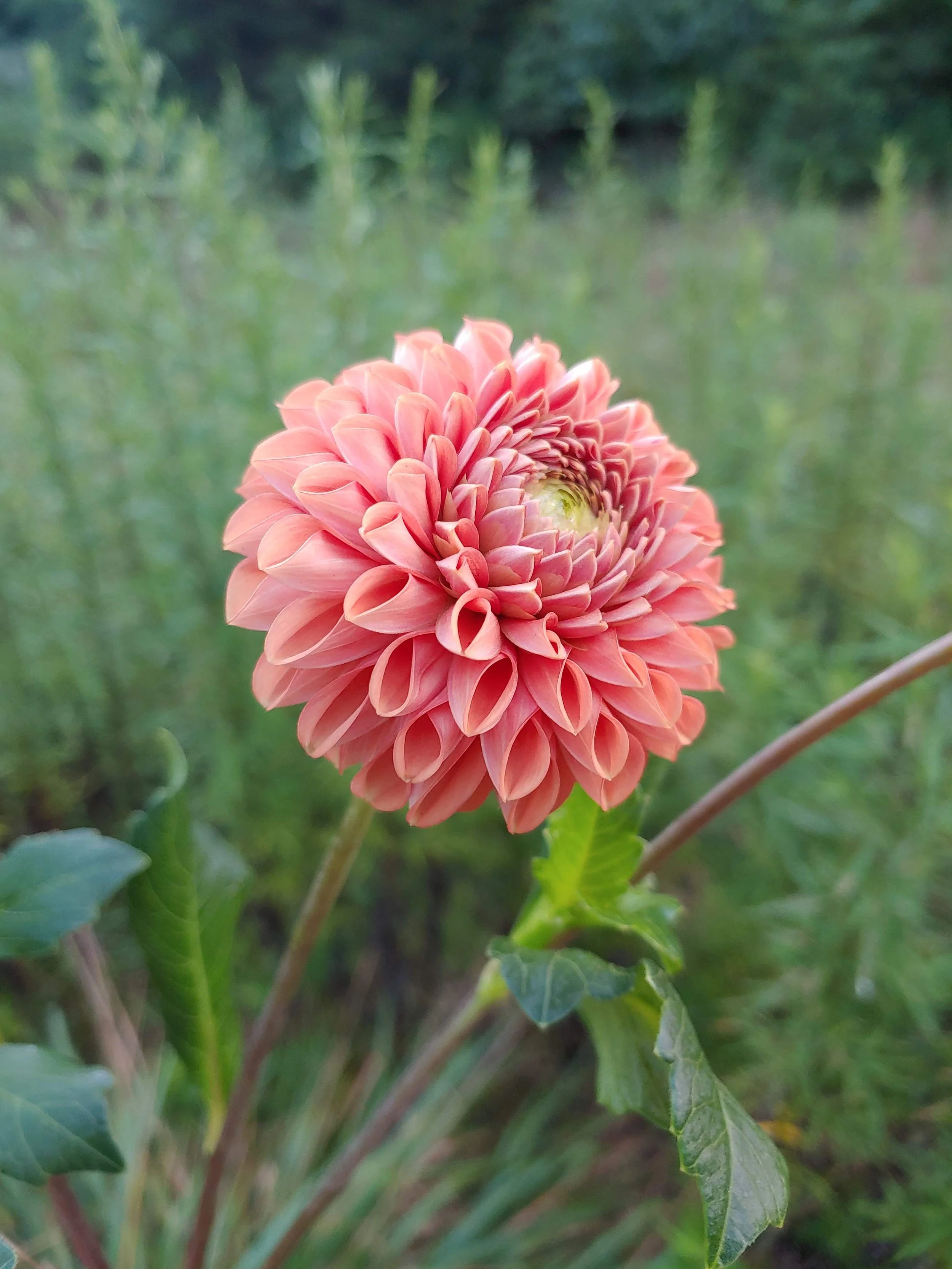 Fraylick Farm - Rusty Dahlias