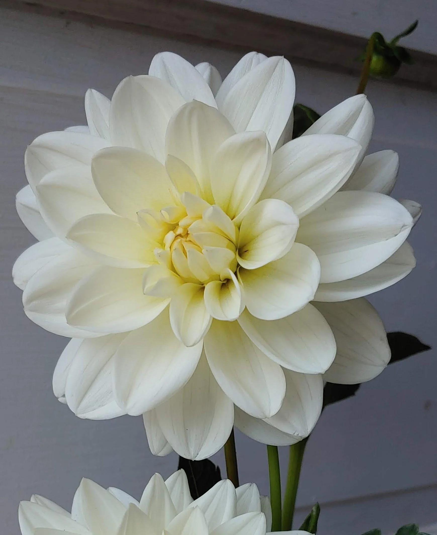 Fraylick Farm - Best Dahlias to Plant for Continuous Bloom in Your Garden